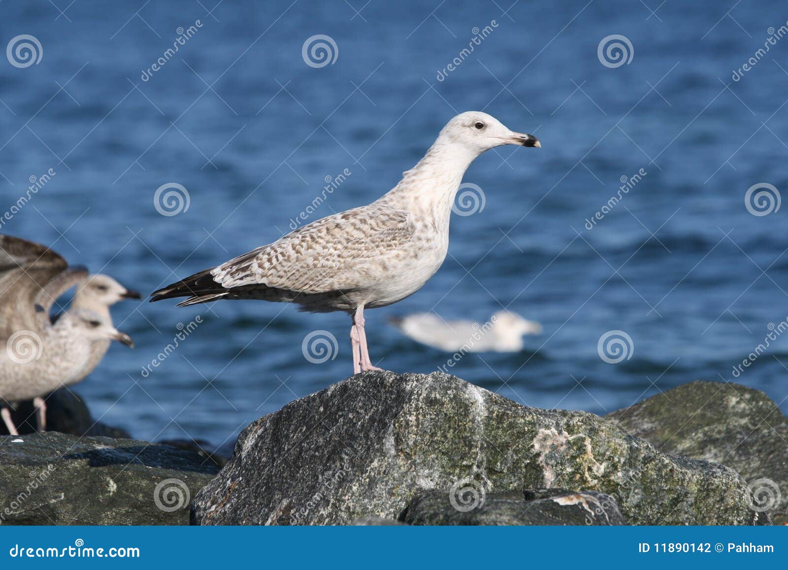 Seagull at the beach stock photo. Image of stone, spring - 11890142