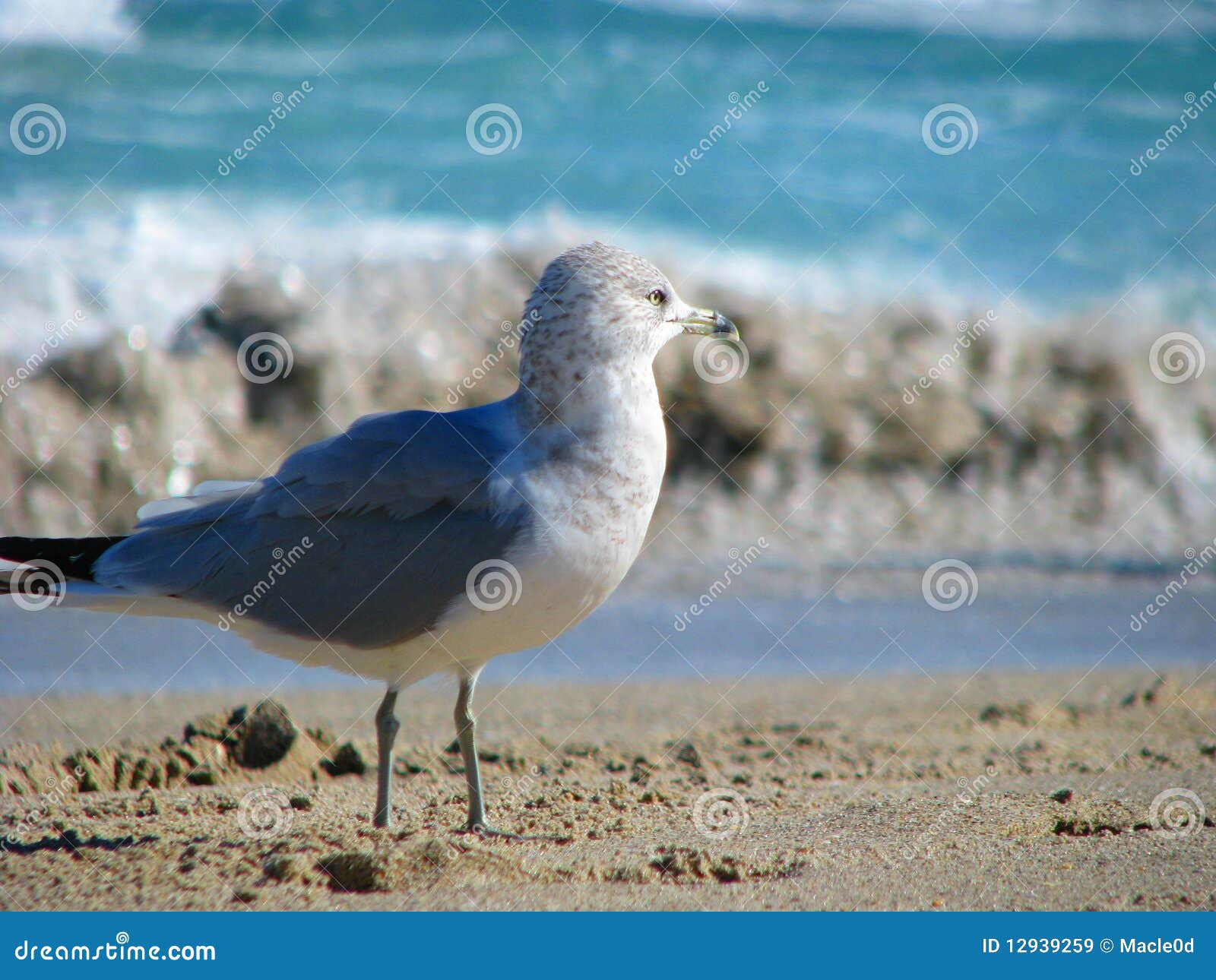 Seagull on beach stock image. Image of wave, splash, sand - 12939259