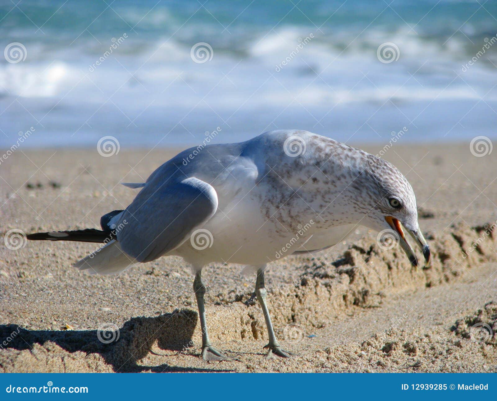 Seagull on beach stock image. Image of making, standing - 12939285