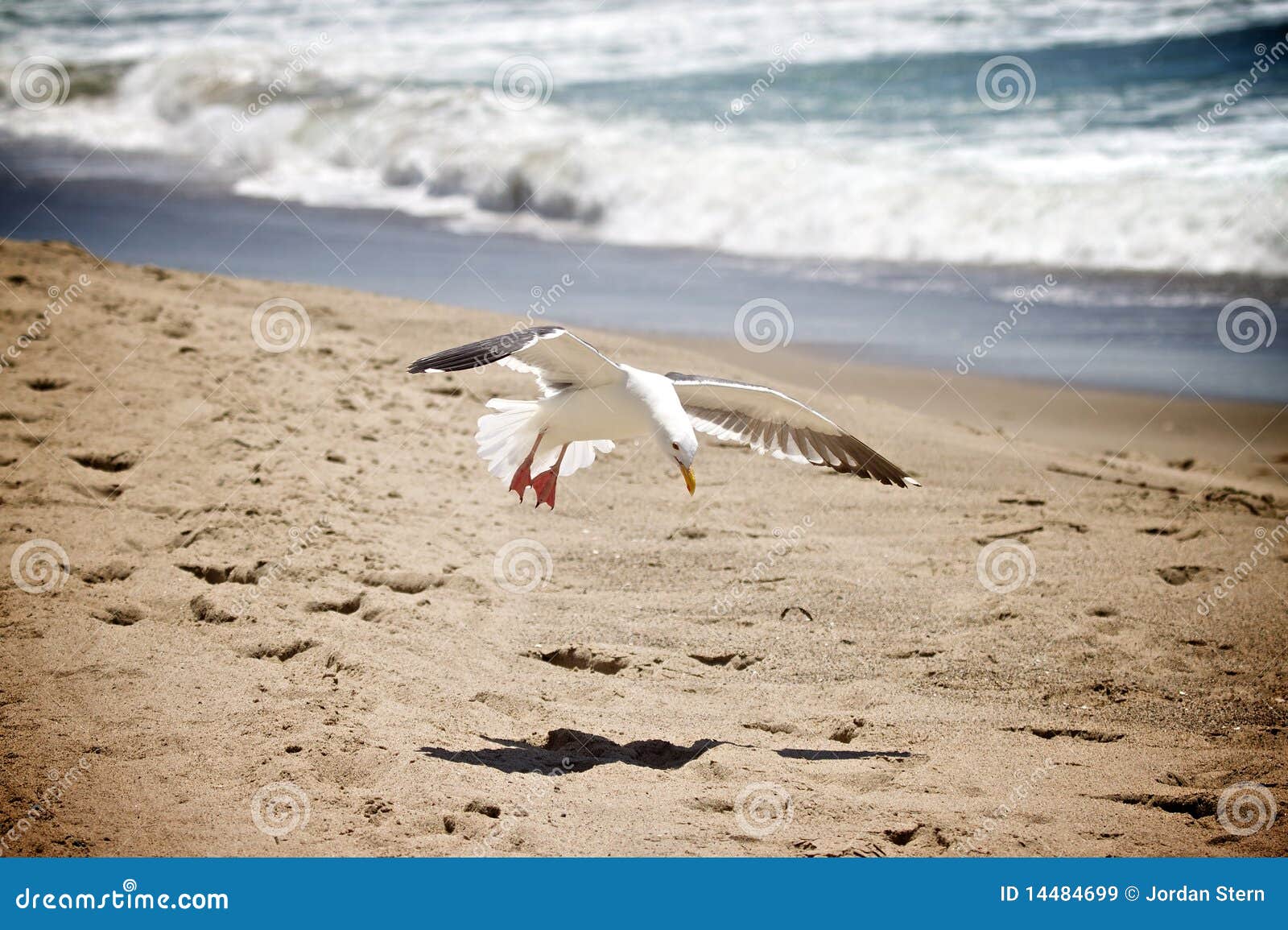 Seagull-Beach stock image. Image of seagull, beach, stormy - 14484699