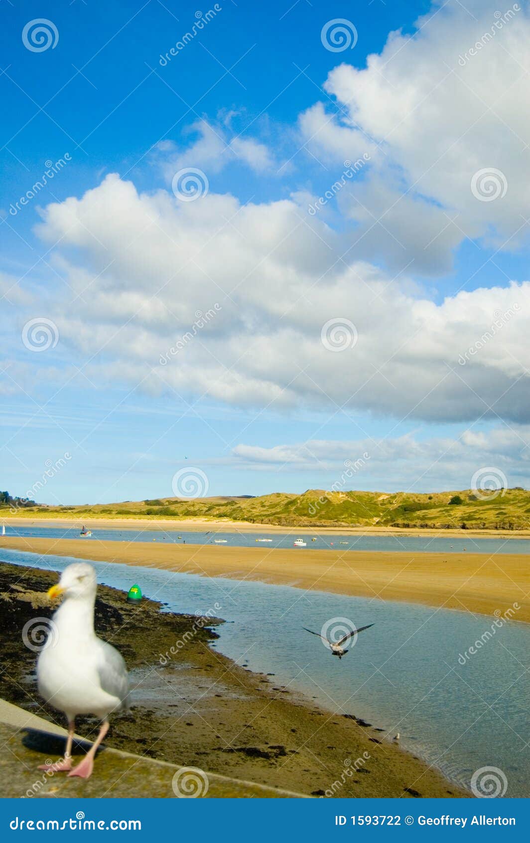Seagull on beach stock photo. Image of tidal, looks, seashore - 1593722