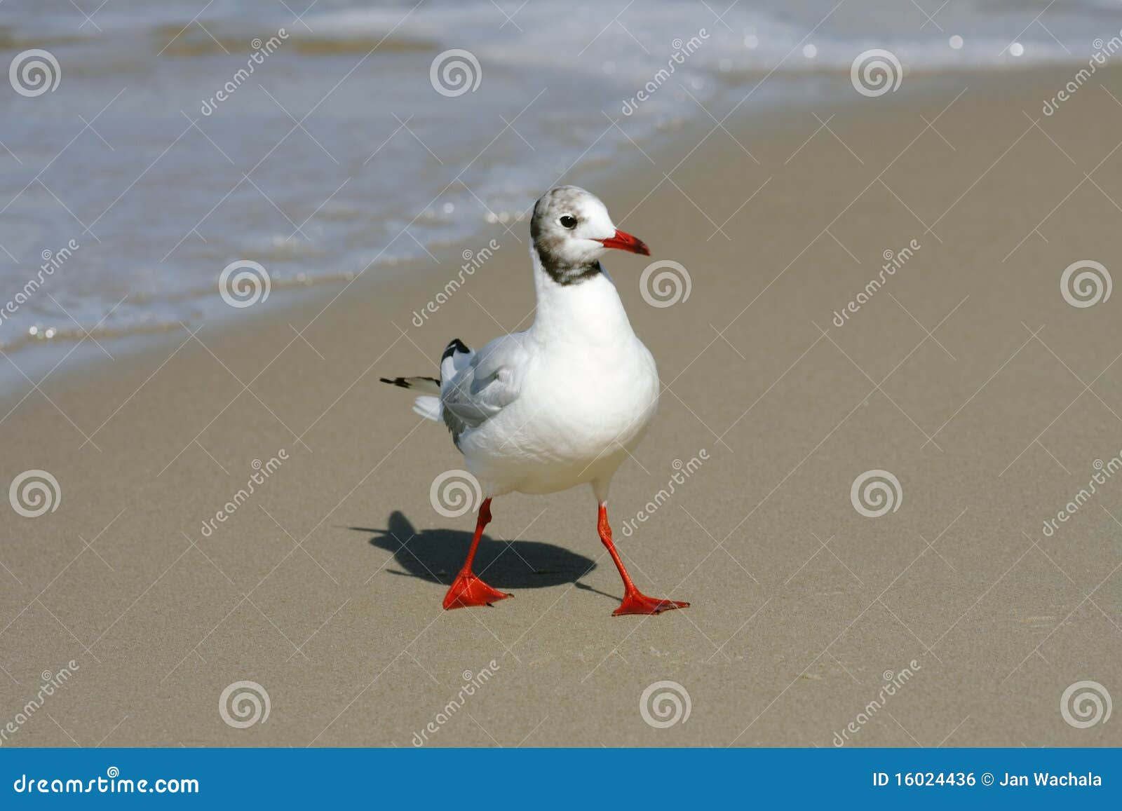 Seagull at the beach stock photo. Image of ocean, sunlight - 16024436