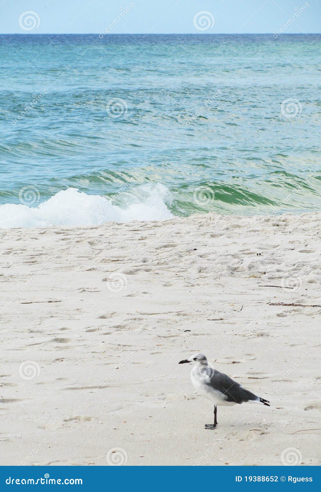 Seagull on the beach stock photo. Image of ocean, sand - 19388652