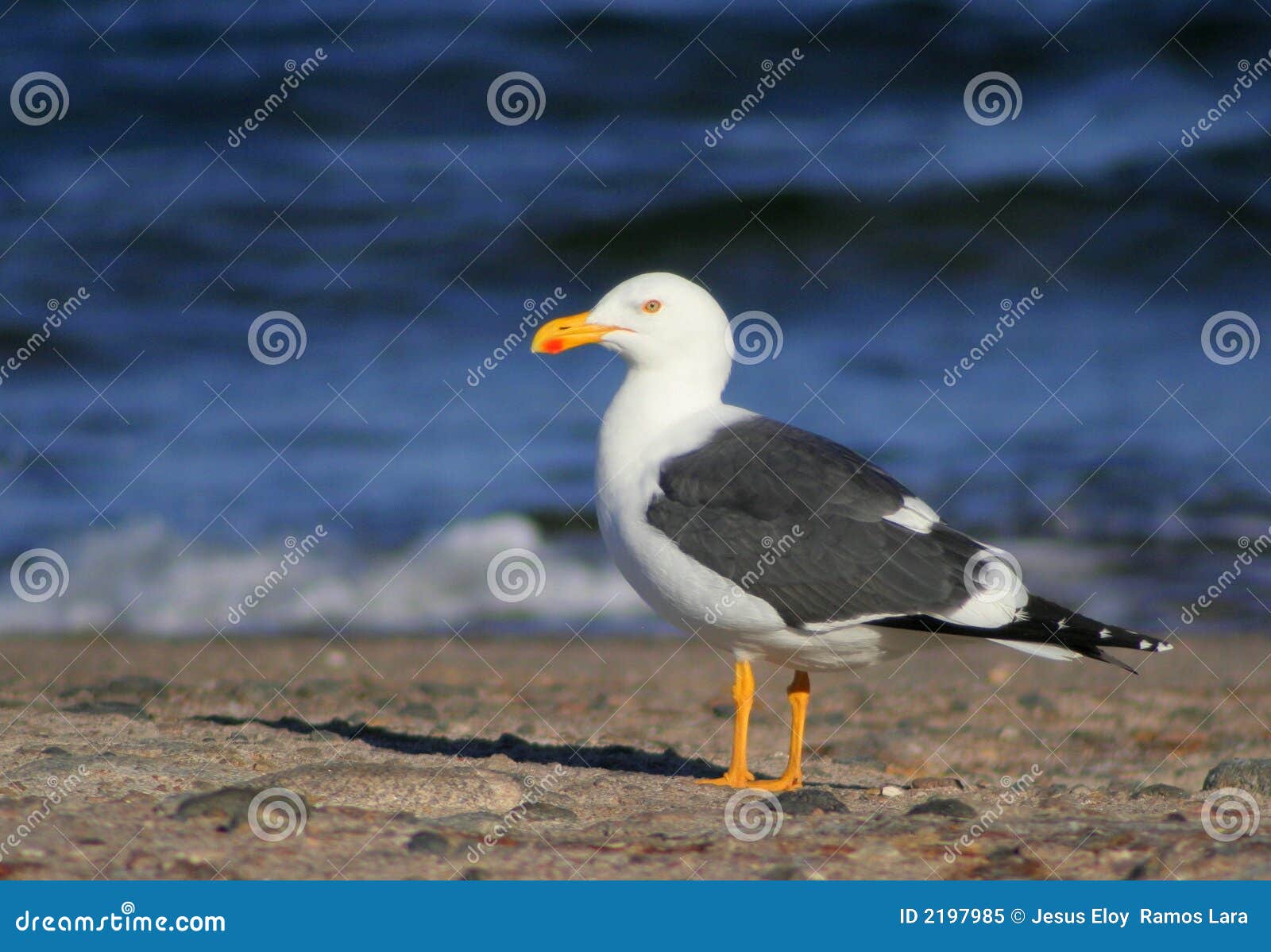 Seagull on the Beach in Baja California Sea, Mexico Stock Image - Image ...