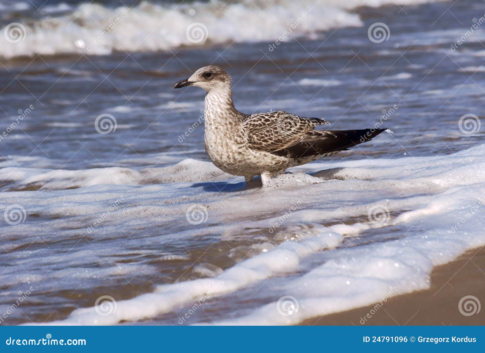 Seagull on the beach stock photo. Image of summer, feather - 24791096