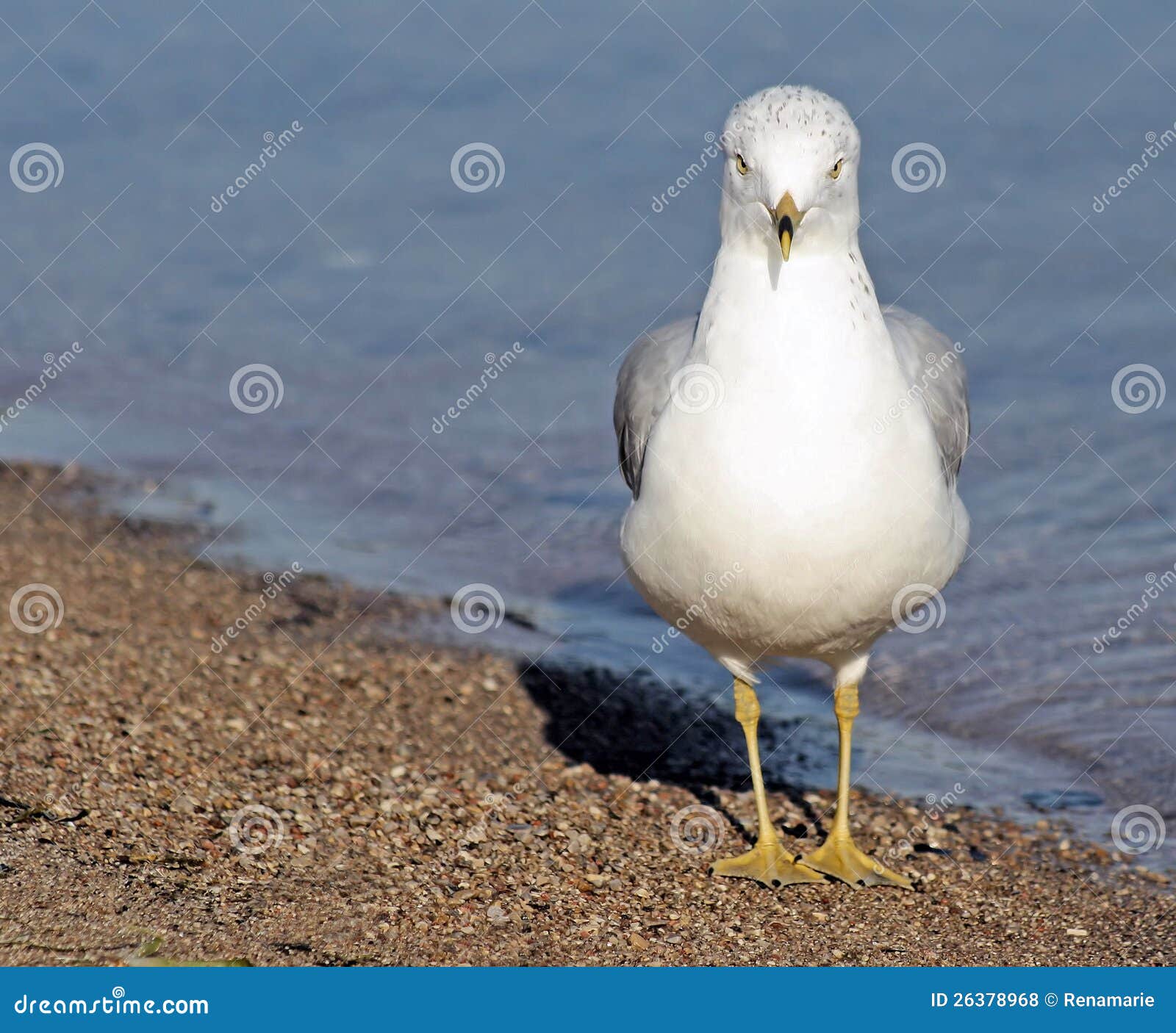 Seagull on the Beach stock photo. Image of stand, feathers - 26378968