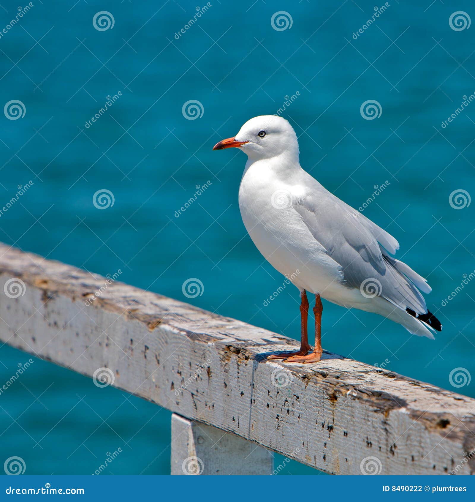 Seagull at the beach stock photo. Image of daytime, flight - 8490222