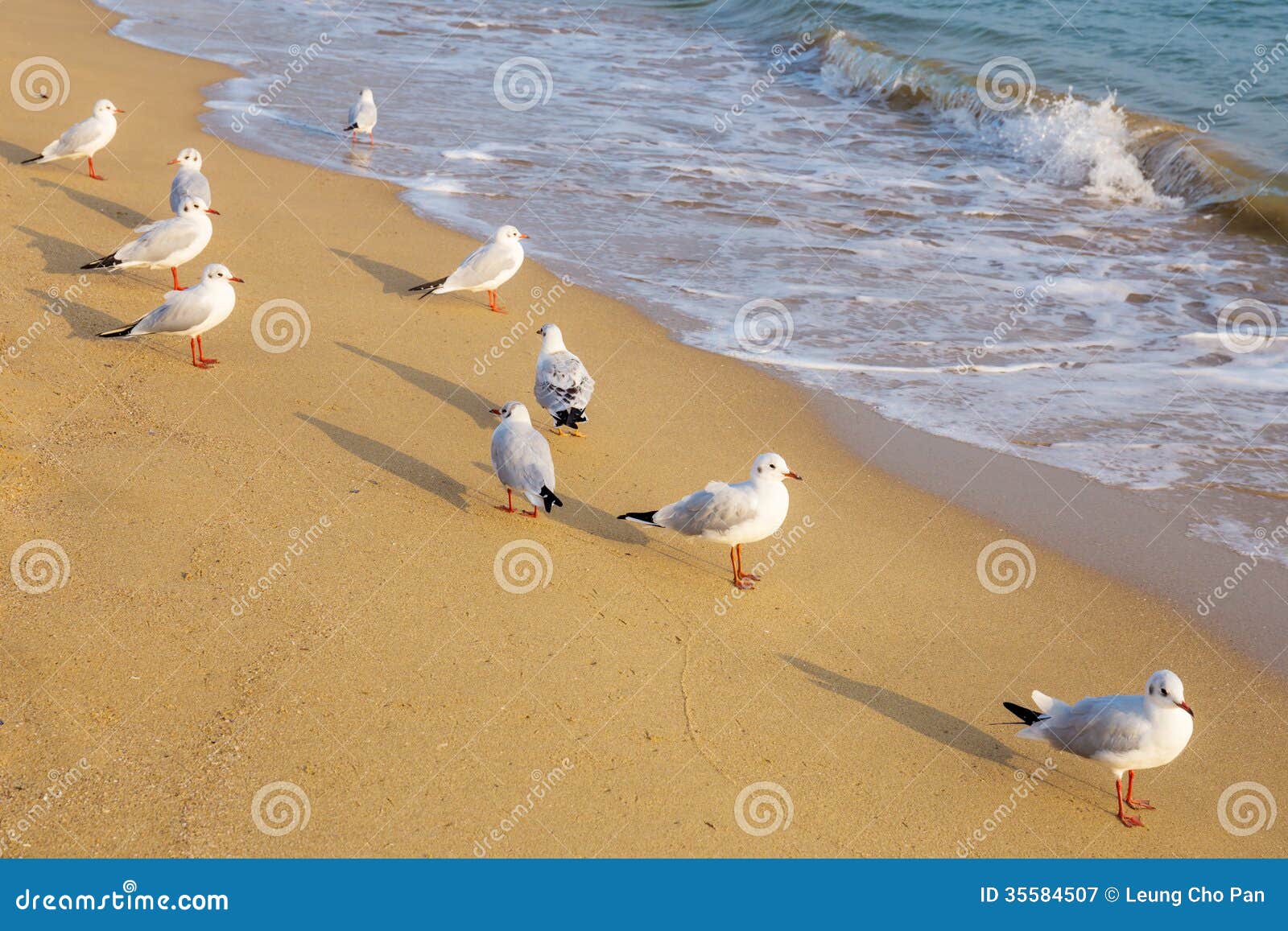 Seagull on the beach stock image. Image of beak, coastline - 35584507