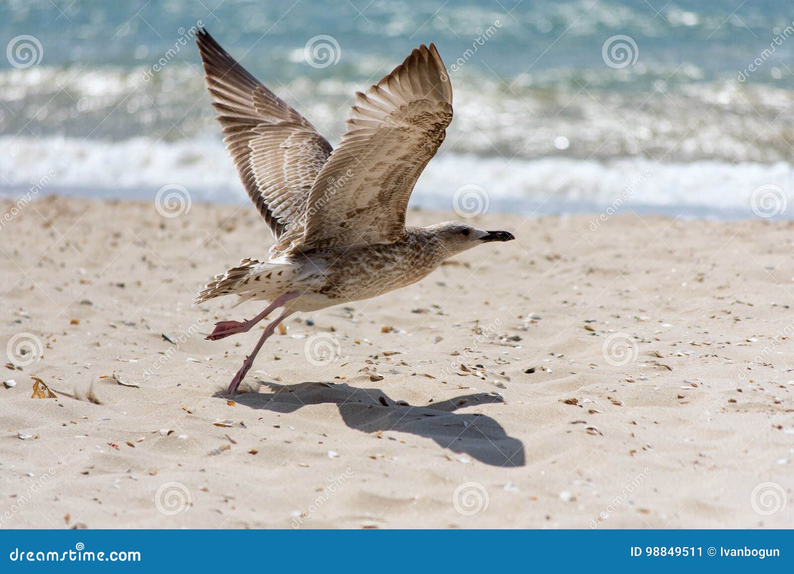 Seagull on the beach stock image. Image of ocean, animal - 98849511