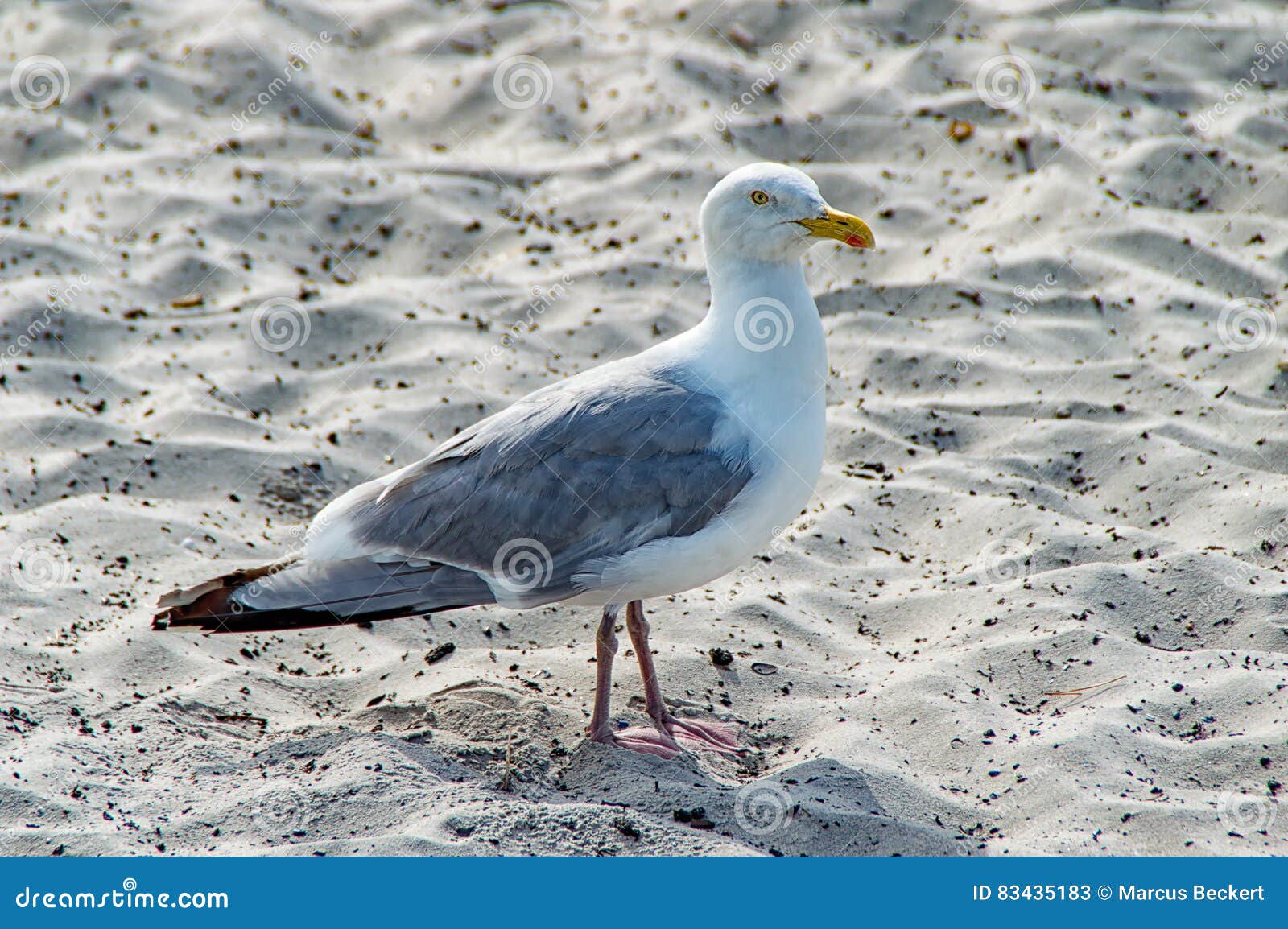 Seagull on the beach stock image. Image of seafront, feather - 83435183