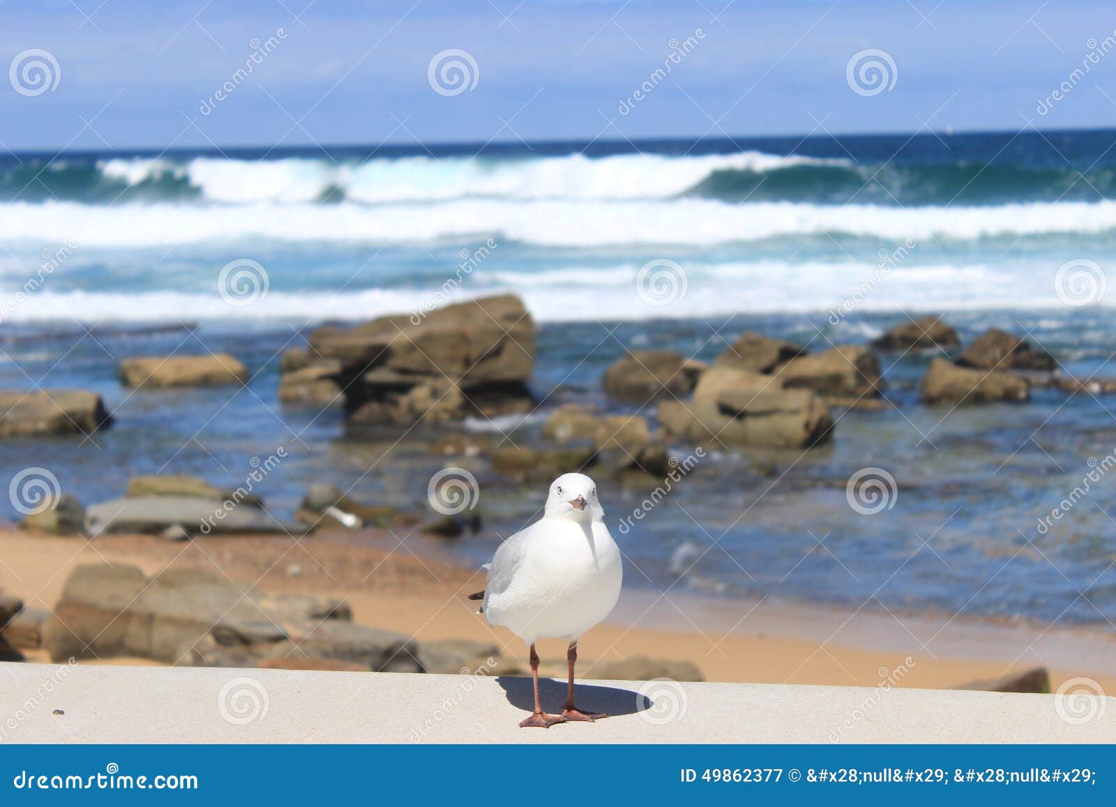 Seagull at the beach stock image. Image of rocky, beach - 49862377