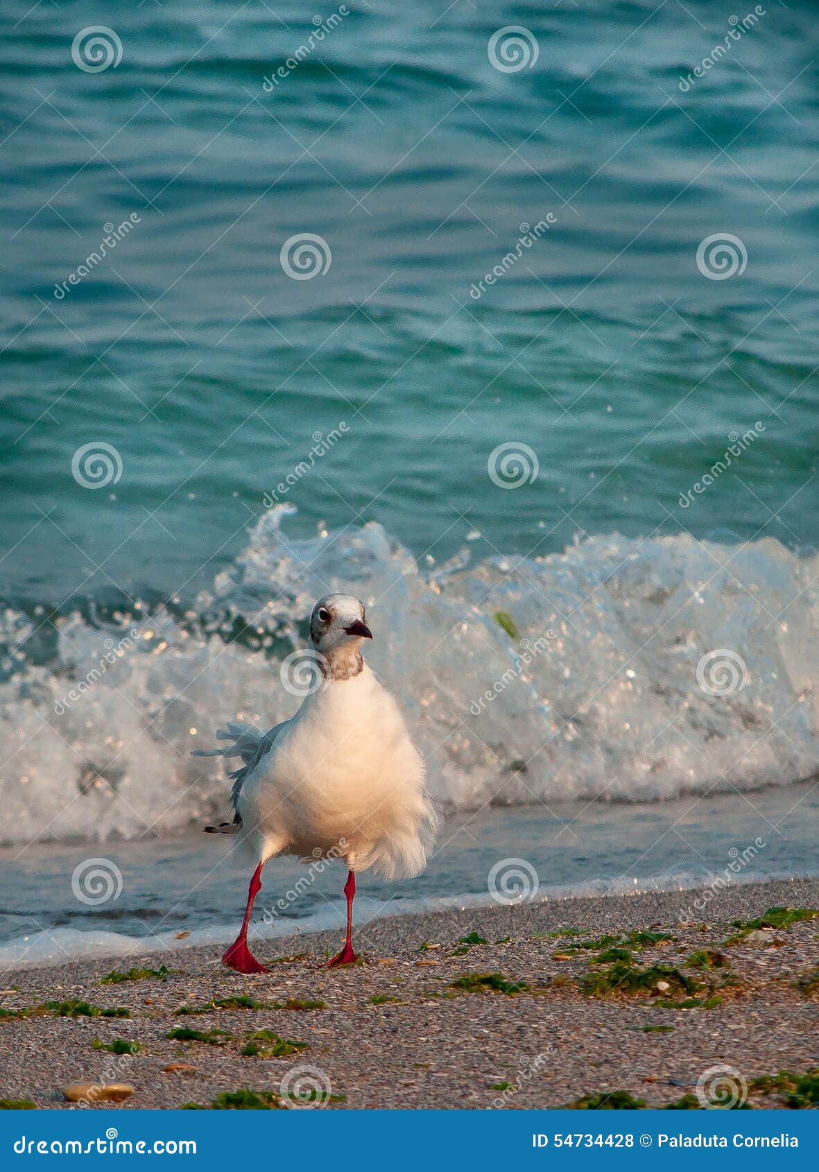 Seagull on a beach stock photo. Image of shorebird, coast - 54734428