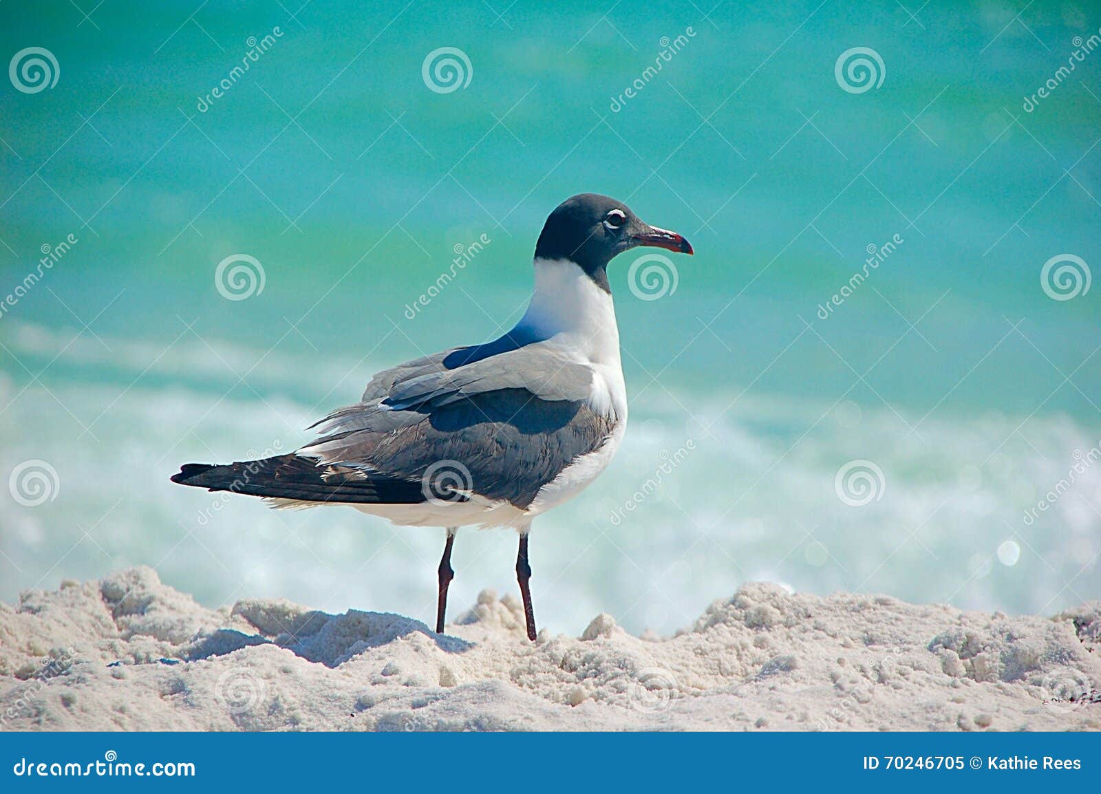 Seagull on beach stock image. Image of beach, seagull - 70246705