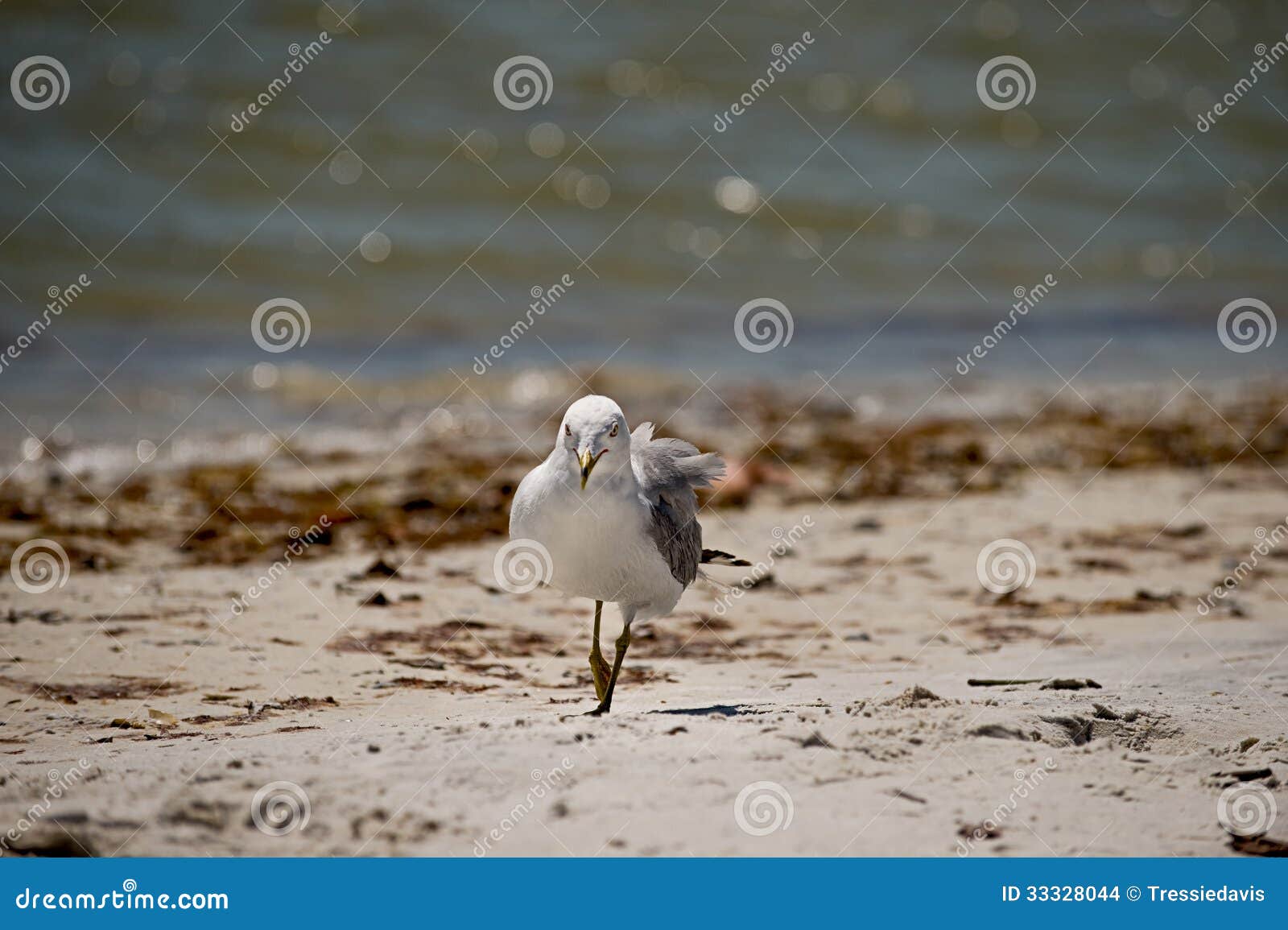 Seagull on Beach stock photo. Image of walking, summer - 33328044