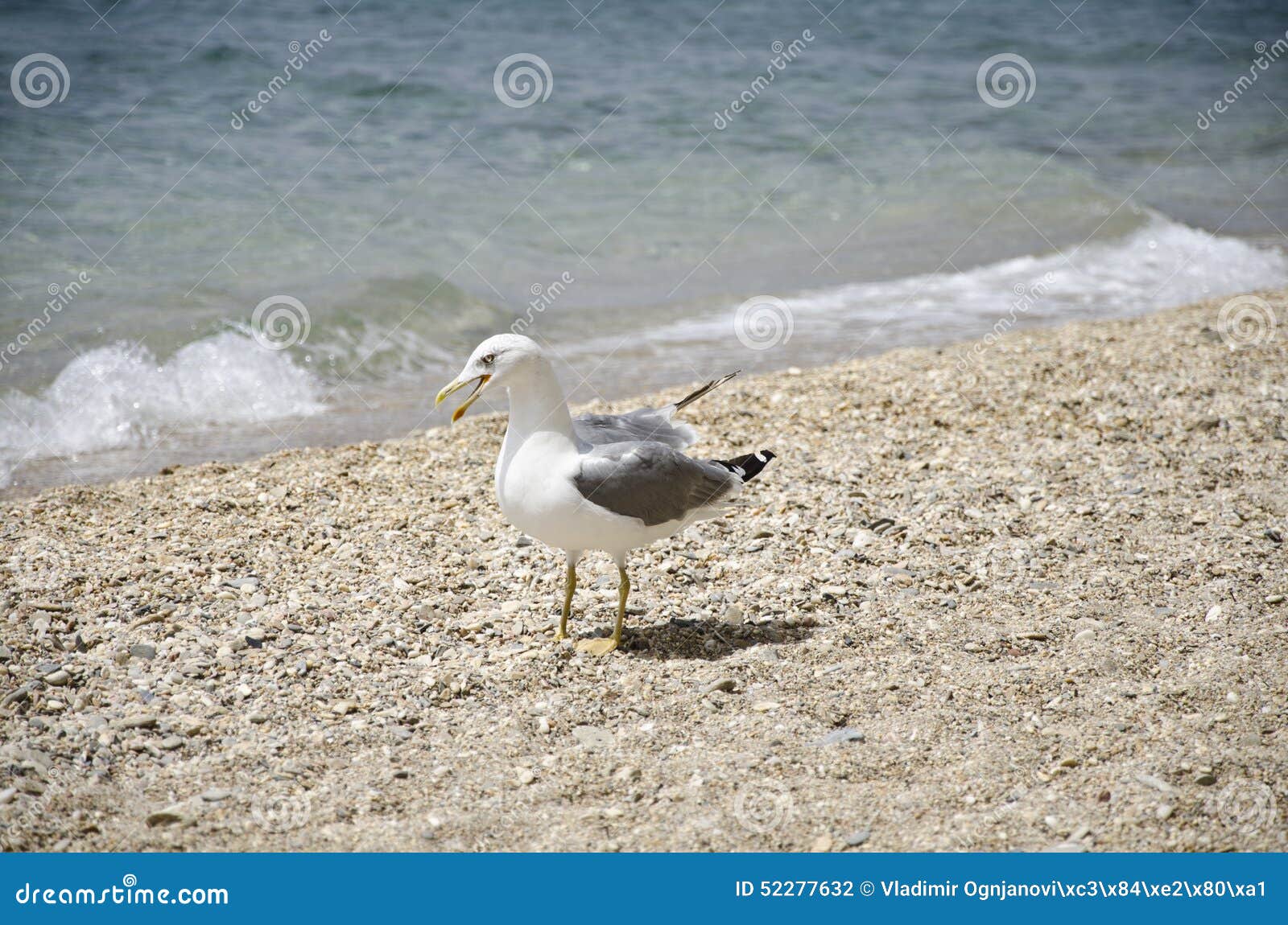 Seagull on the beach stock photo. Image of coast, saebird - 52277632