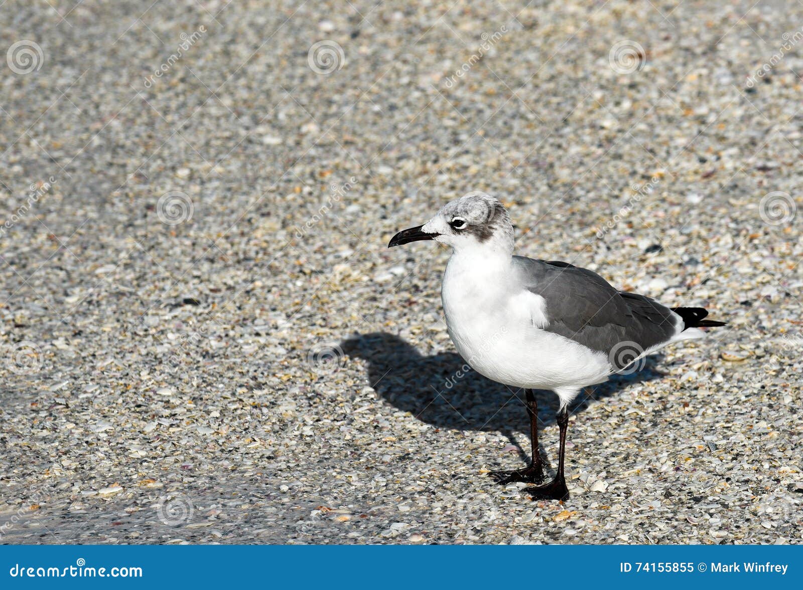 Seagull on Beach stock image. Image of sunny, elegant - 74155855