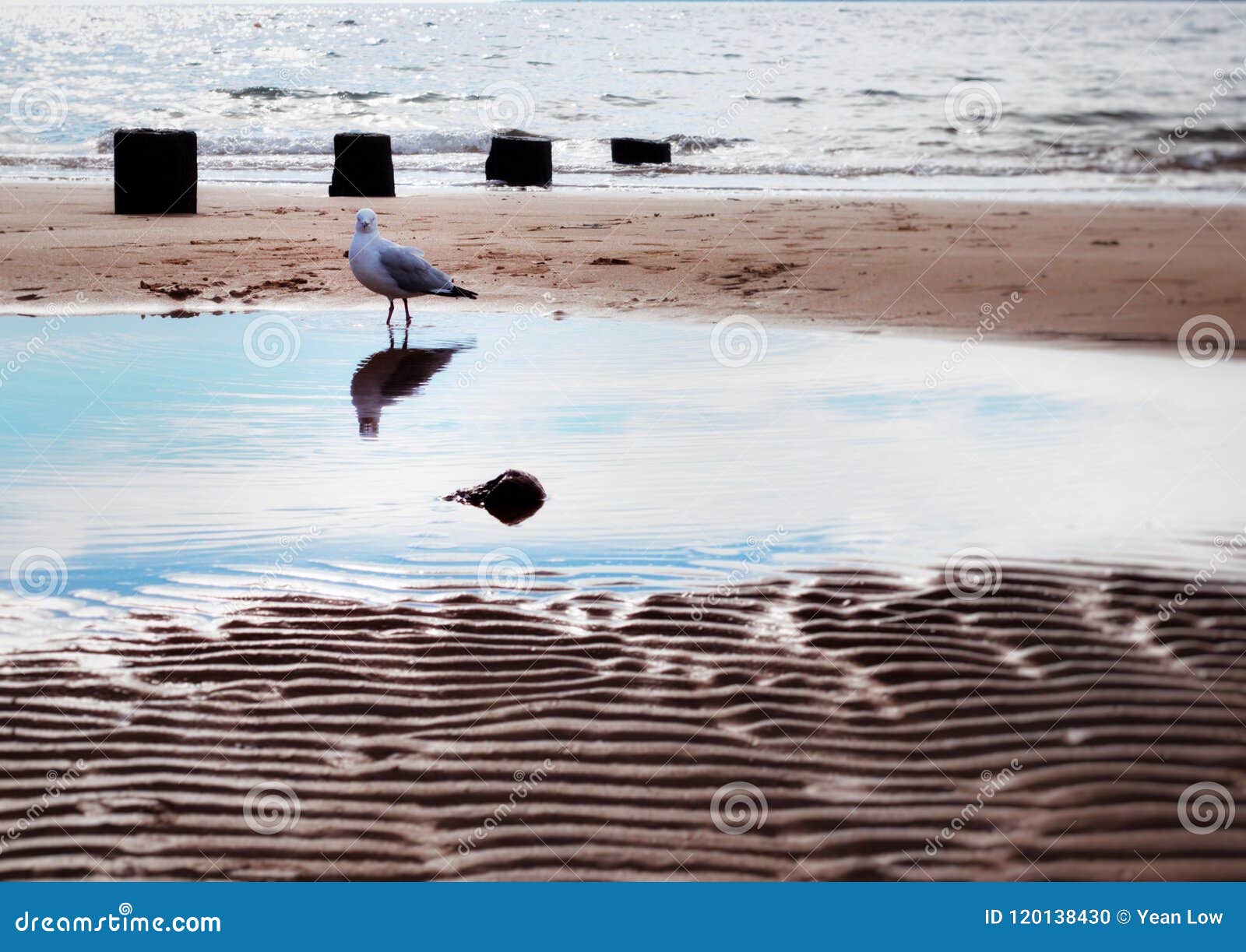 Seagull at beach stock photo. Image of standing, reflection - 120138430