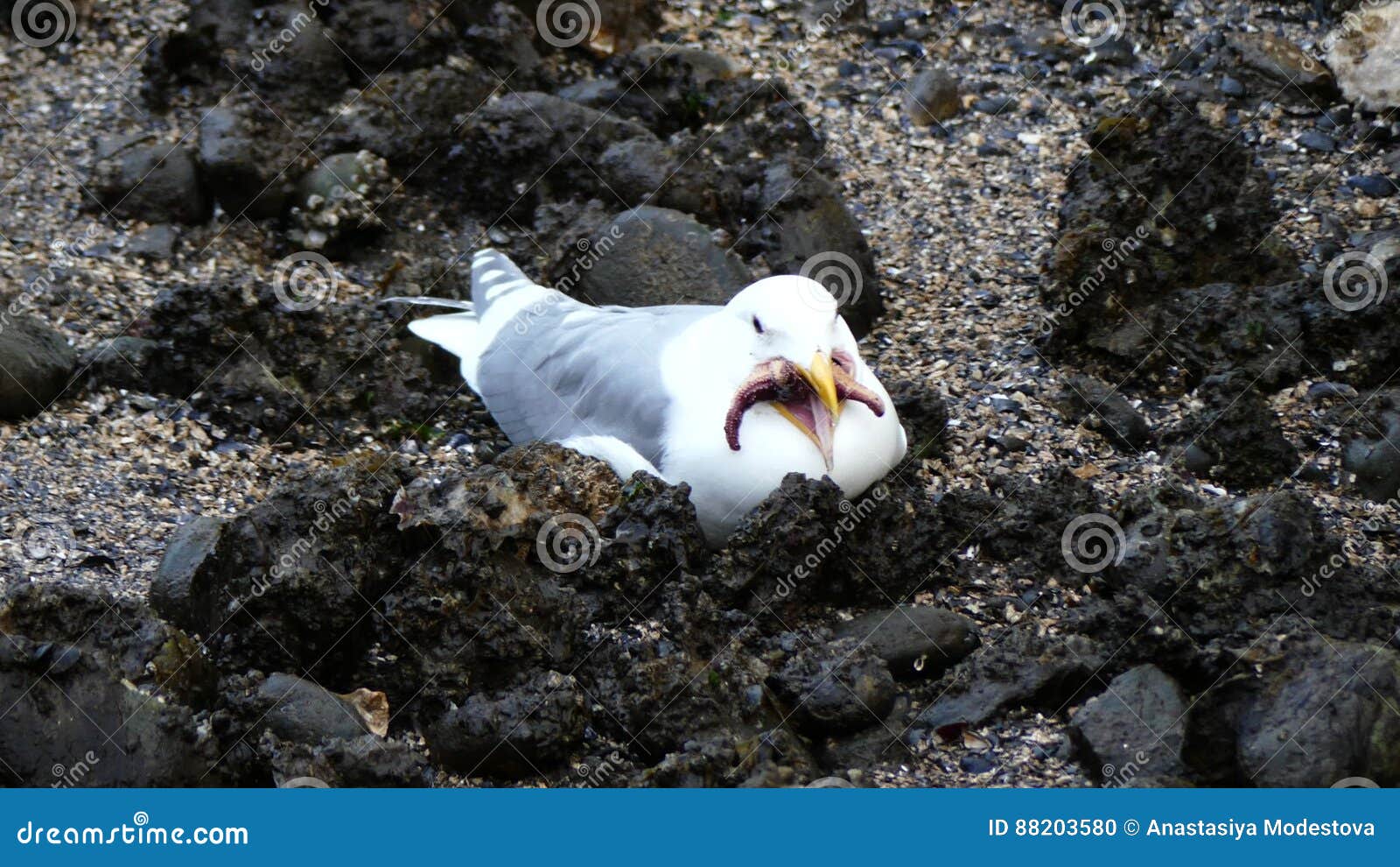 Seagull Beach Starfish in Beak Stock Footage - Video of beautiful ...