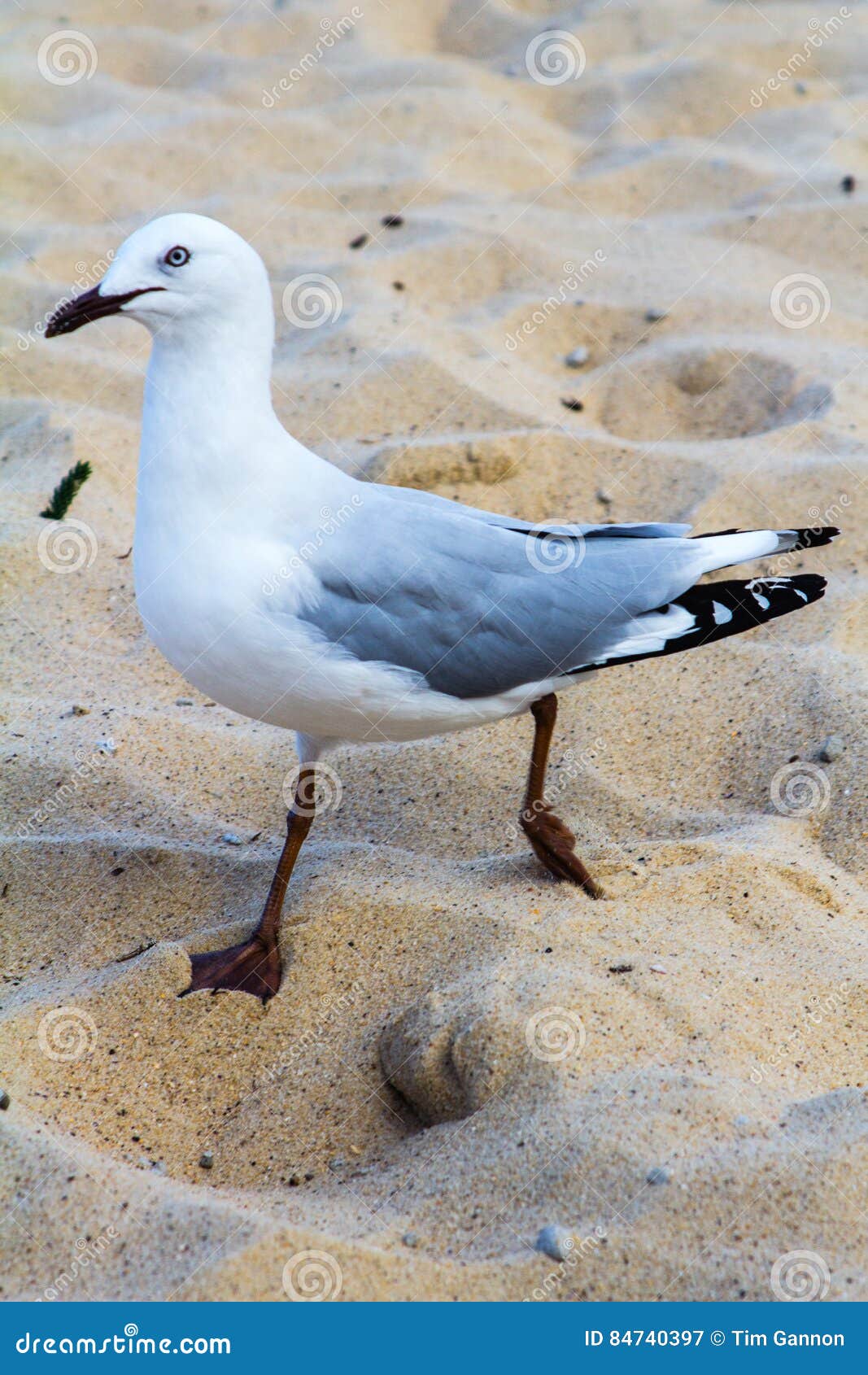 Seagull on the Beach stock image. Image of bird, sand - 84740397