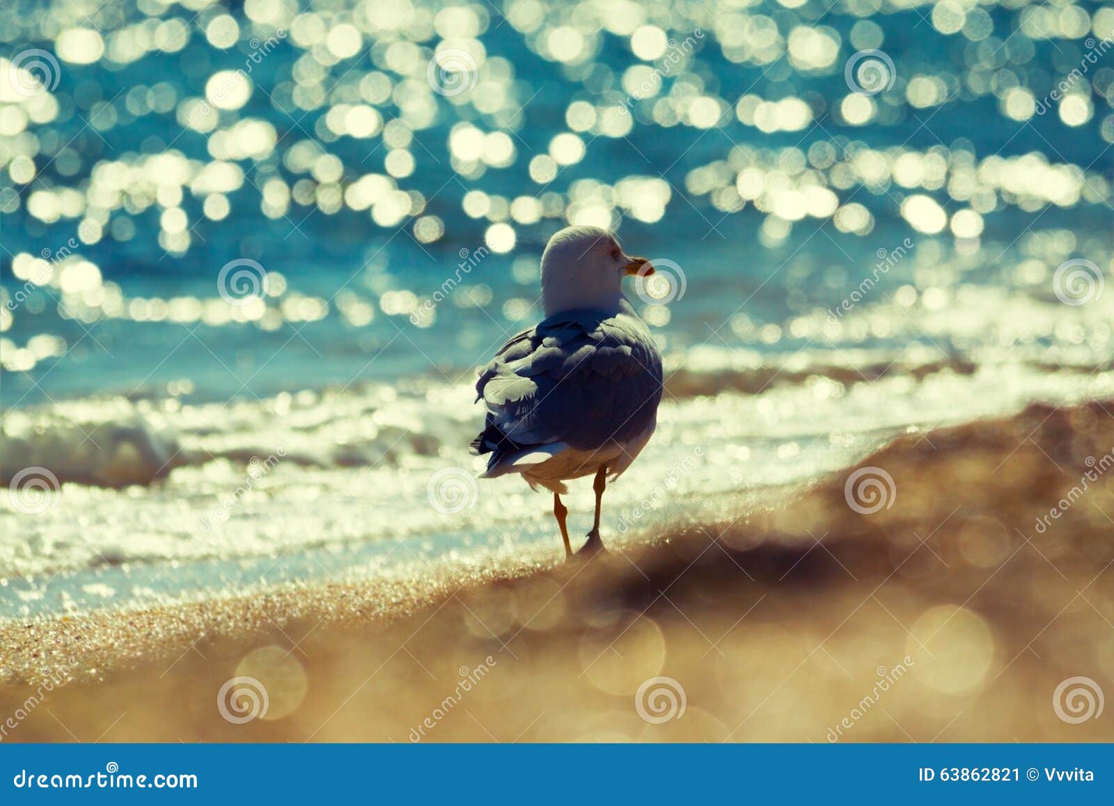Seagull on the beach stock image. Image of waves, pebbles - 63862821