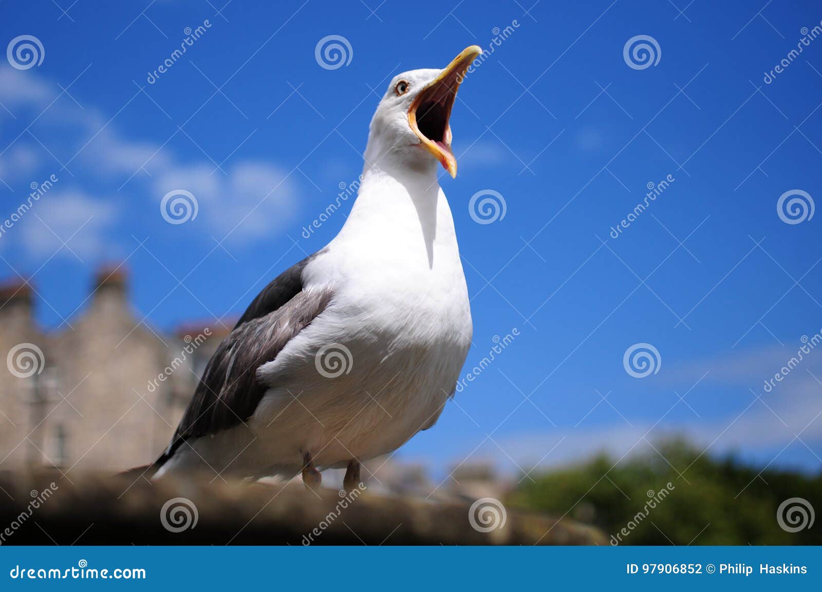 Seagull with Beak Open stock photo. Image of gull, open - 97906852