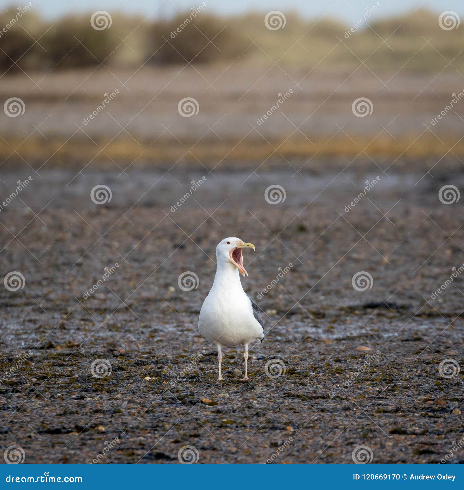 Seagull with Beak Wide Open Stock Photo - Image of norfolk, shouting ...