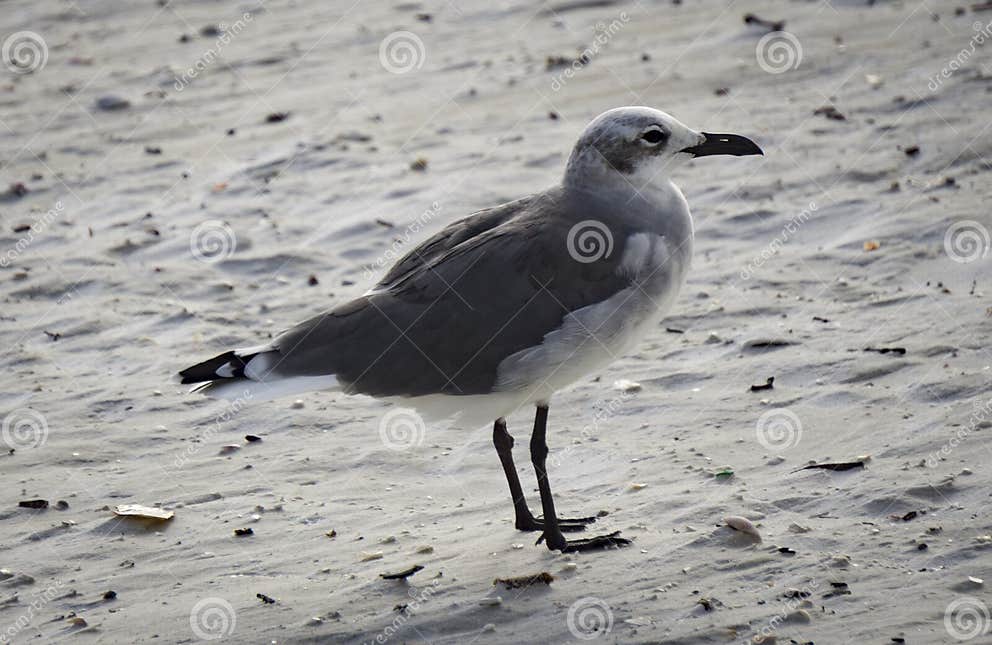 Seagull stock photo. Image of beach, flight, pelican - 79326374