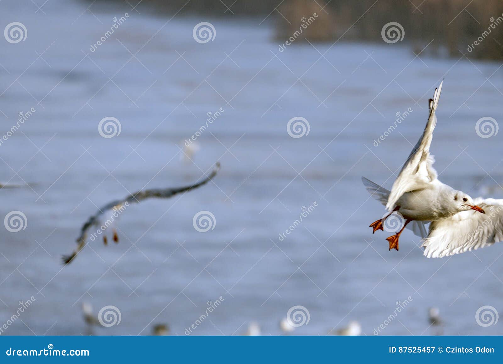 Seagull behavior stock image. Image of coot, danubeducks - 87525457