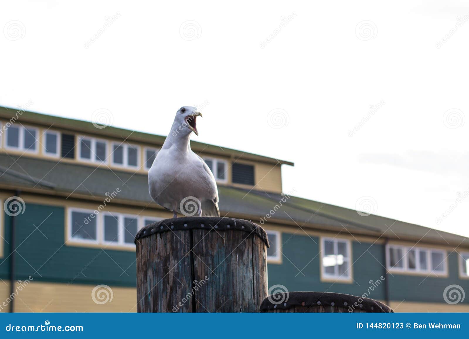 Seagull Being Loud stock image. Image of animal, feathers - 144820123