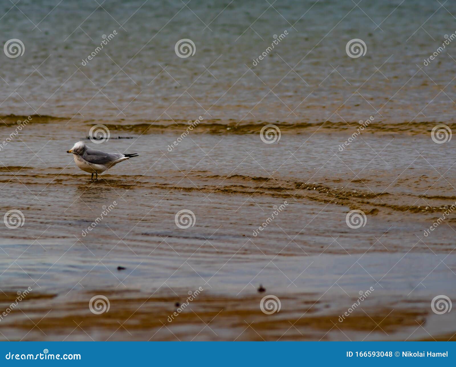 A Seagull Bends Its Neck Backwards To Smooth Its Feathers Stock Photo ...