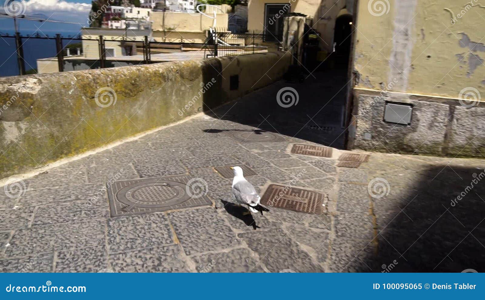 Seagull bird in Capri stock video. Video of naples, bird - 100095065