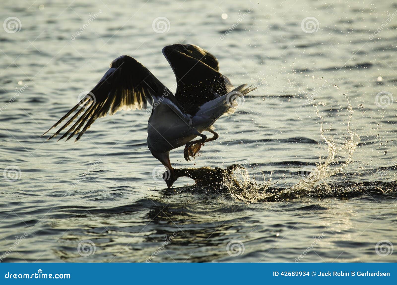 Seagull Bird Catching a Duck Stock Photo - Image of animals, catching ...