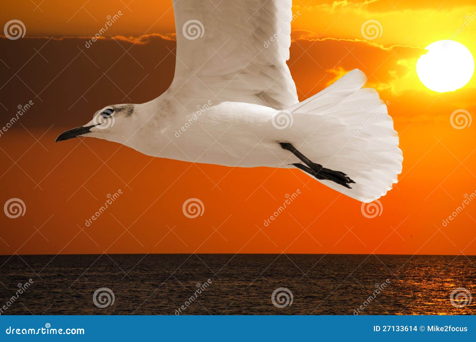 Seagull Bird Closeup at Sunset Stock Photo - Image of sunset, sunrise ...