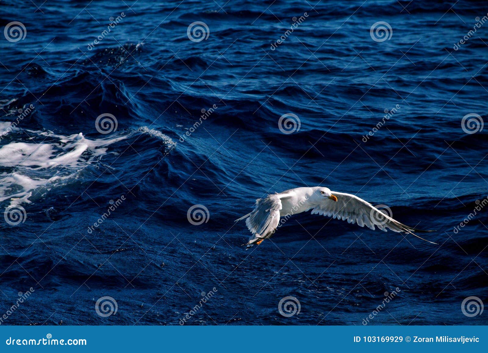 Seagull Bird Flying Over the Sea Stock Image - Image of shore, closeup ...
