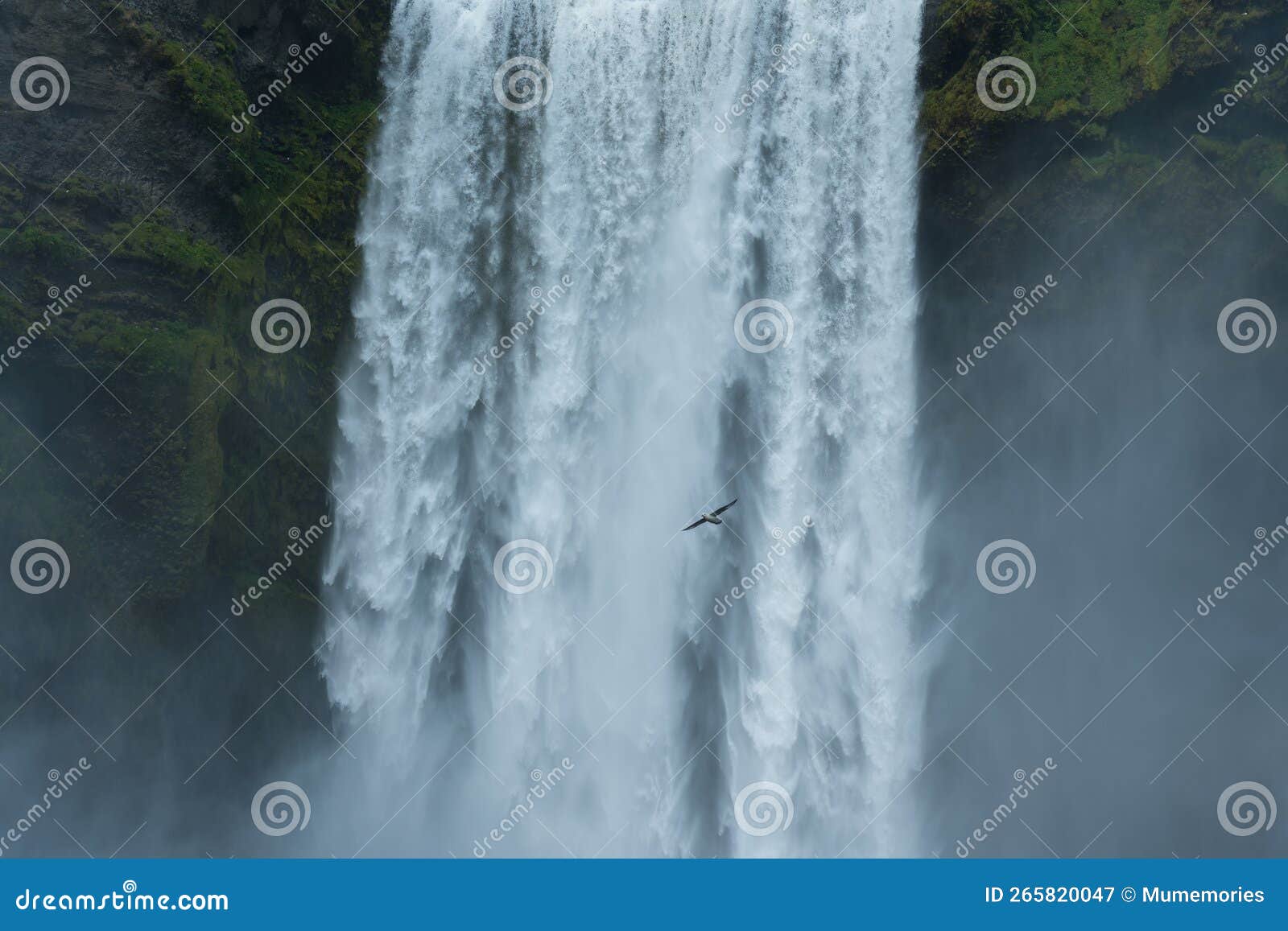 Seagull Bird Flying through Skogafoss Waterfall in Summer at Iceland ...