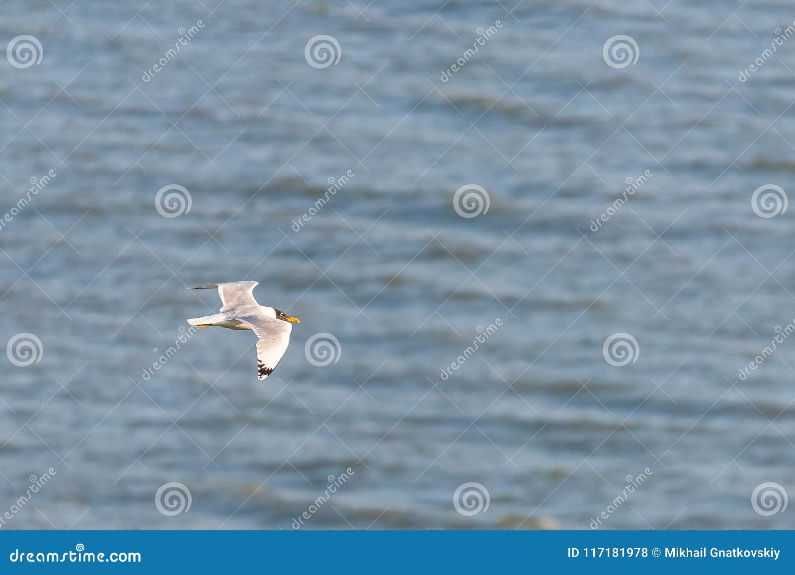 Seagull Bird Flying View on Sea Background Stock Photo - Image of ...