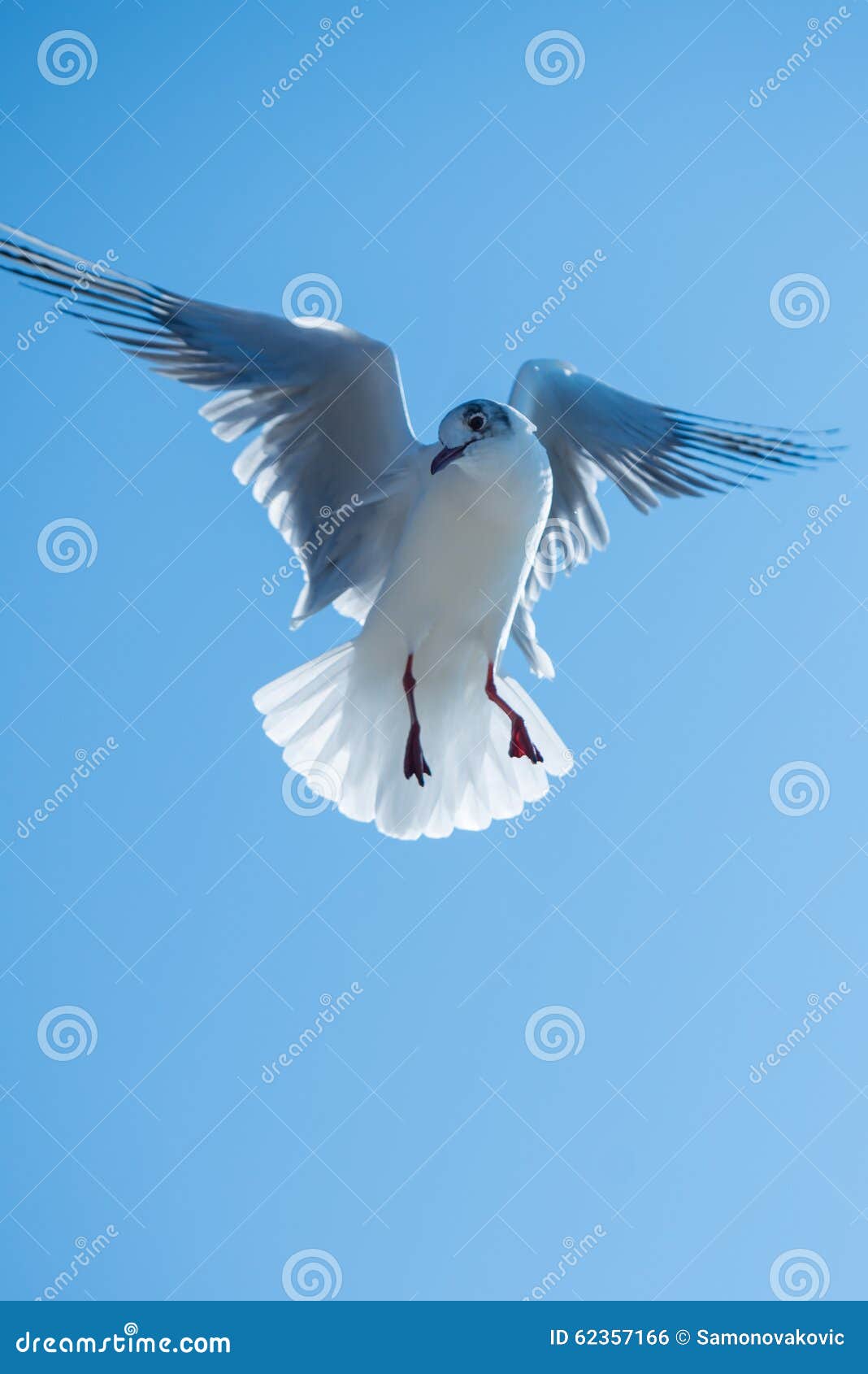 Seagull bird hovering stock photo. Image of larus, bird - 62357166