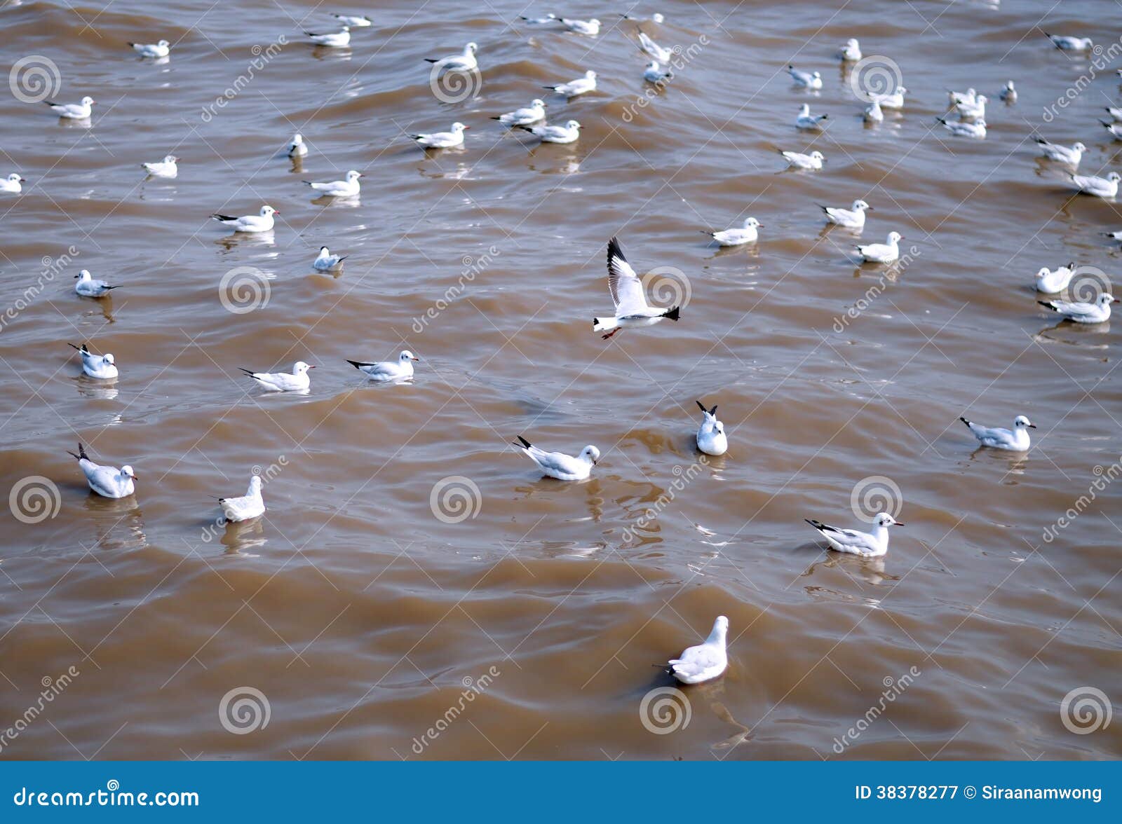 Seagull is a Bird Migration To Bangpoo Stock Image - Image of seacoasts ...