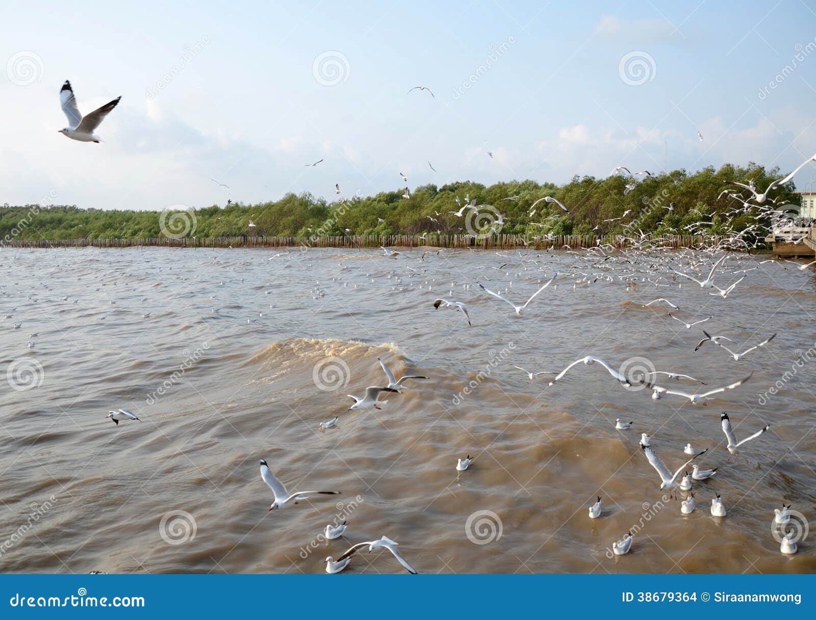 Seagull is a Bird Migration To Bangpoo Stock Photo - Image of seaboard ...