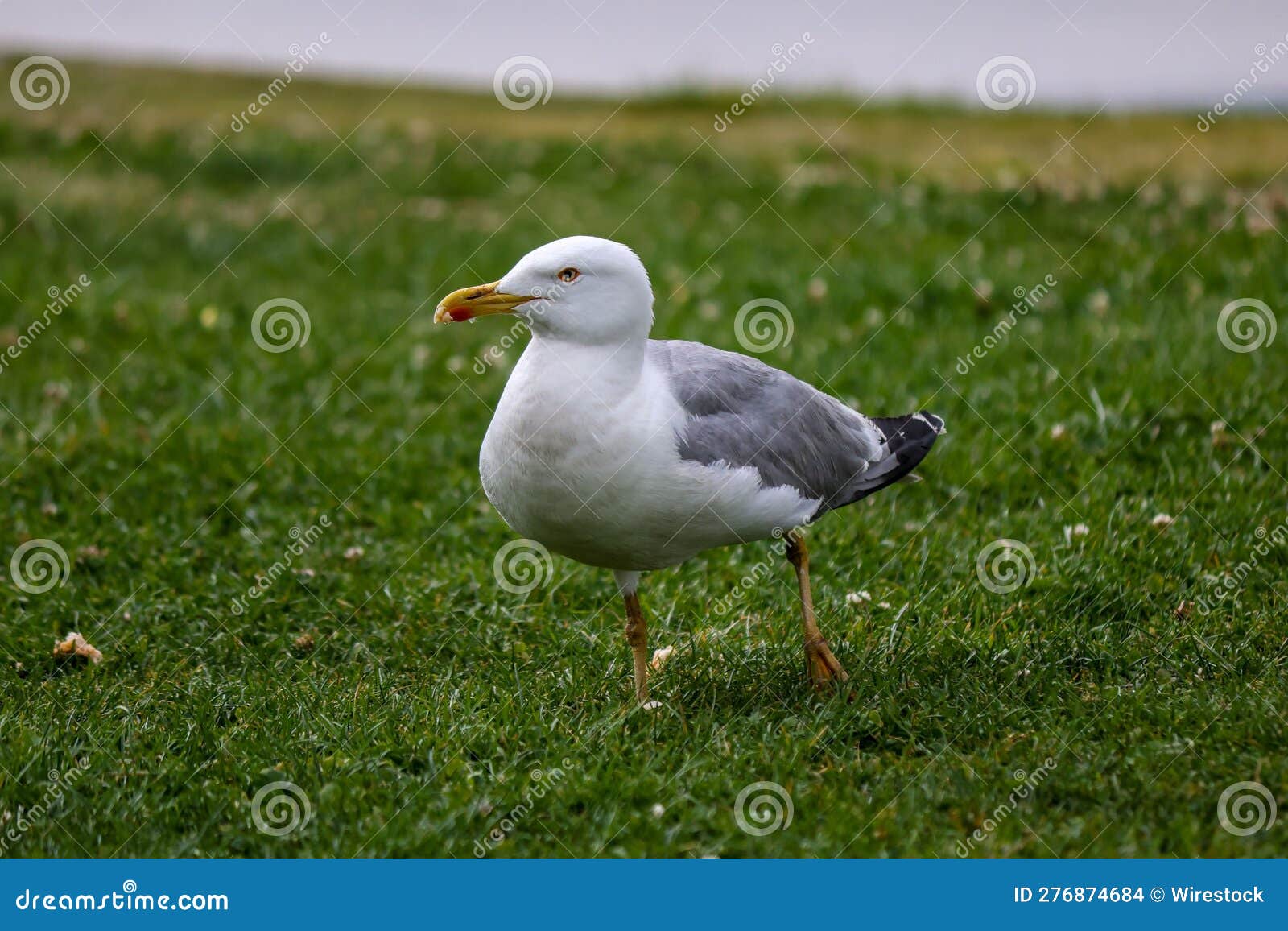 Seagull Bird Perched Atop a Lush Green Grass Stock Photo - Image of ...
