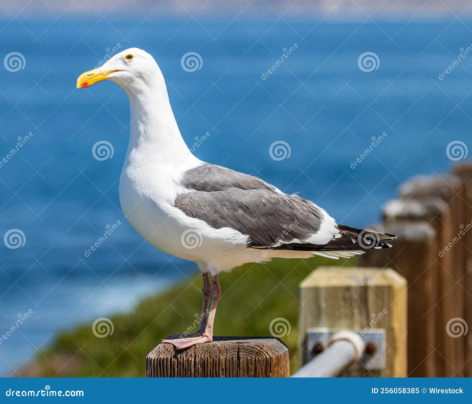 Seagull Bird Perching on the Fence Stock Image - Image of small, beauty ...