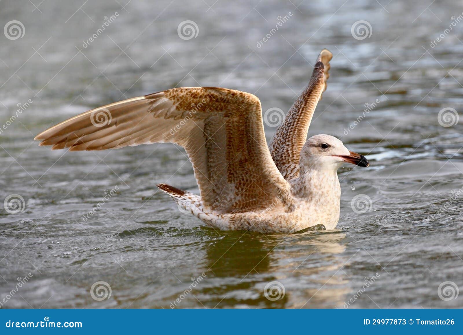 Seagull bird on river stock image. Image of lake, seagull - 29977873