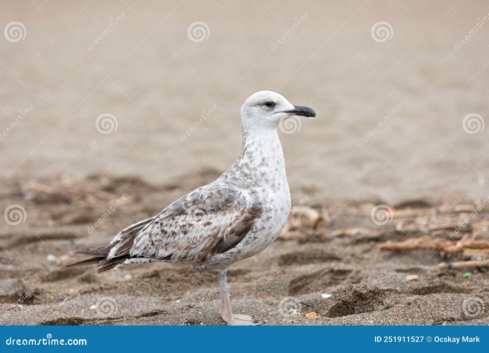 Seagull bird stock image. Image of plumage, birdwatching - 251911527