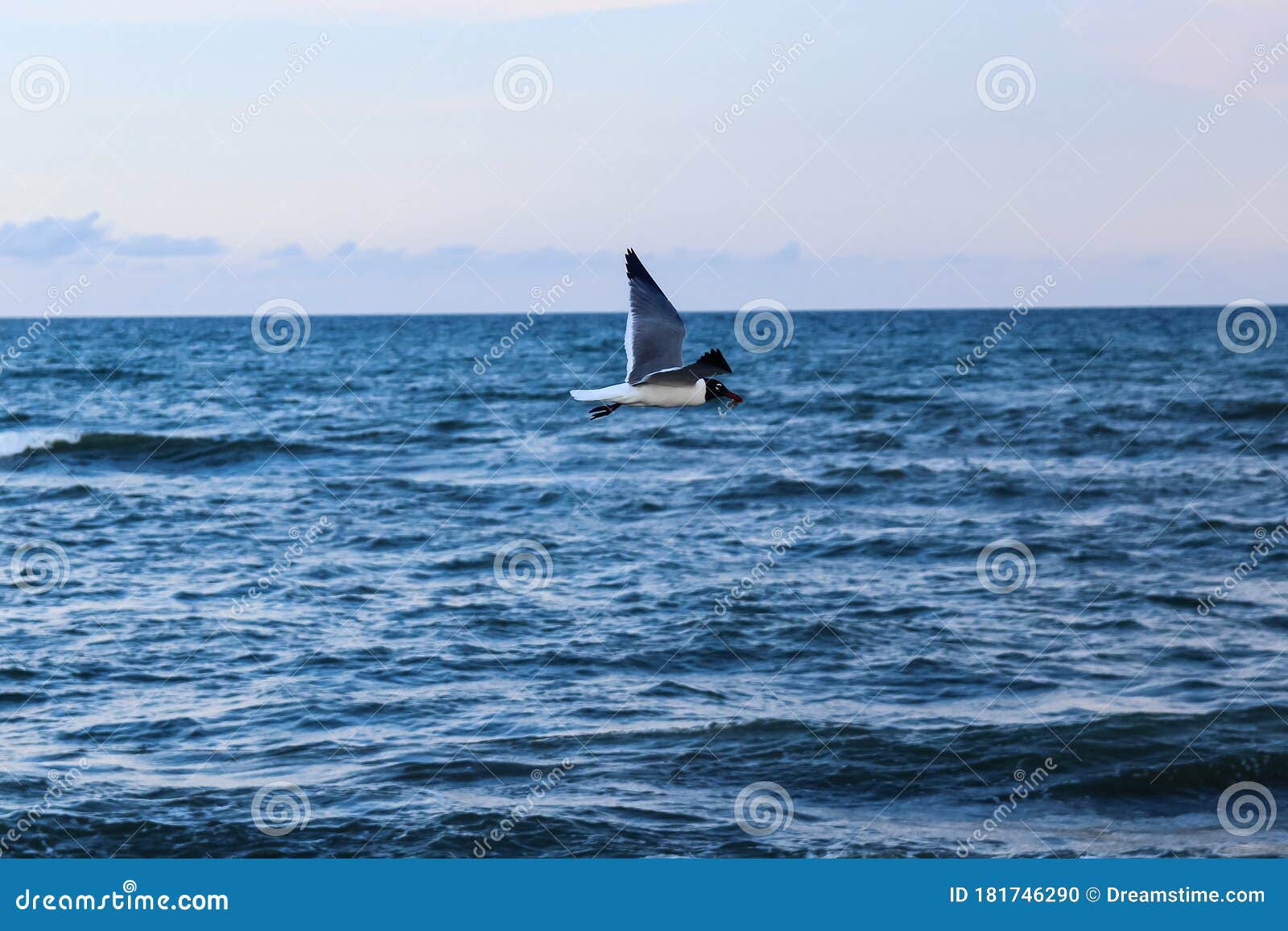 Bird Soaring Over The Ocean Stock Photography | CartoonDealer.com #42113864