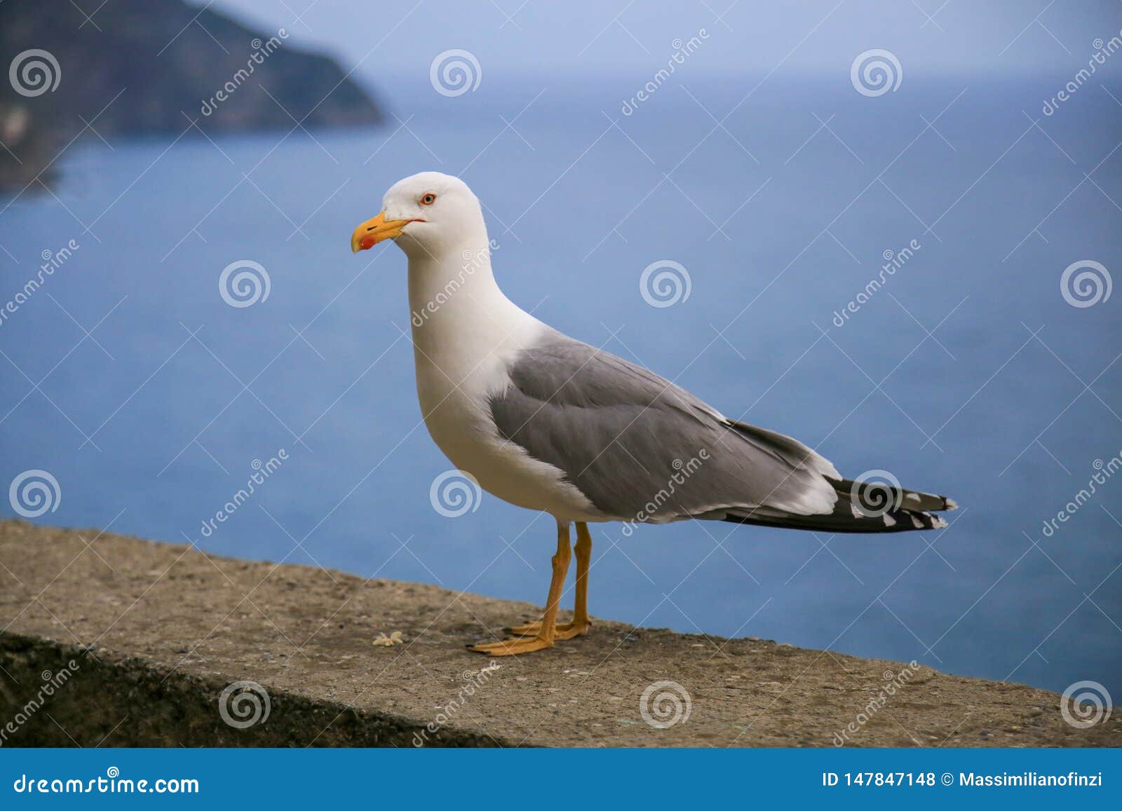 Seagull Bird Standing. Full Body Stock Photo - Image of persons ...