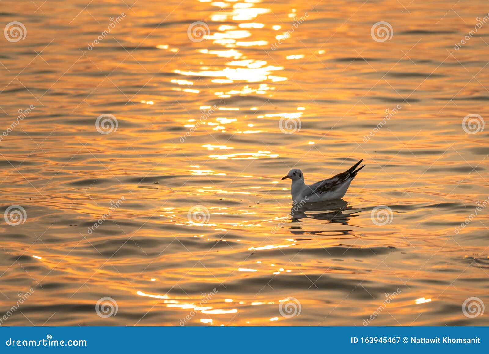 Seagull Bird with Sunset Reflection Ocean. Stock Image - Image of ...