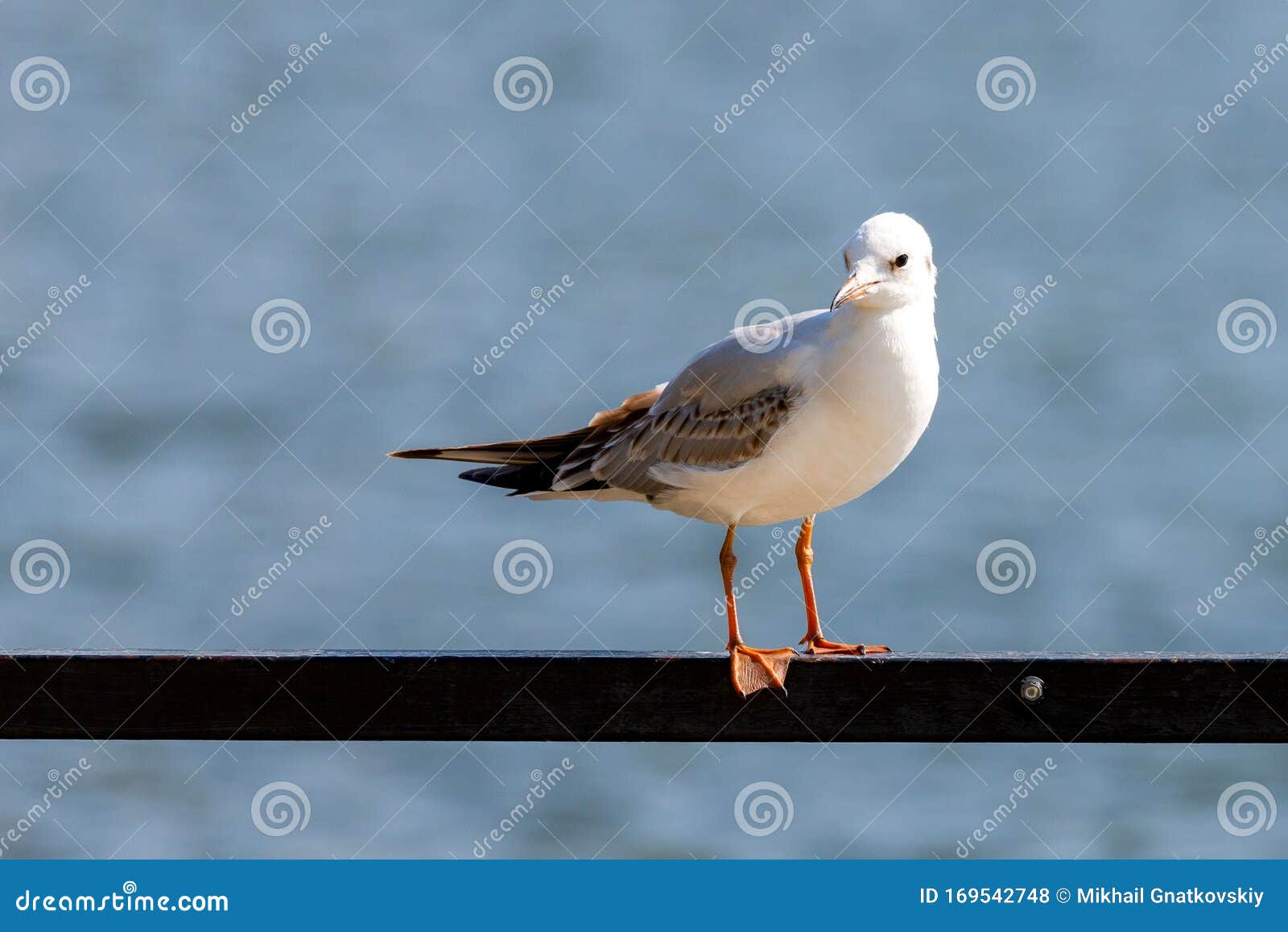 Seagull are Birds in the Family Laridae Stock Photo - Image of nature ...