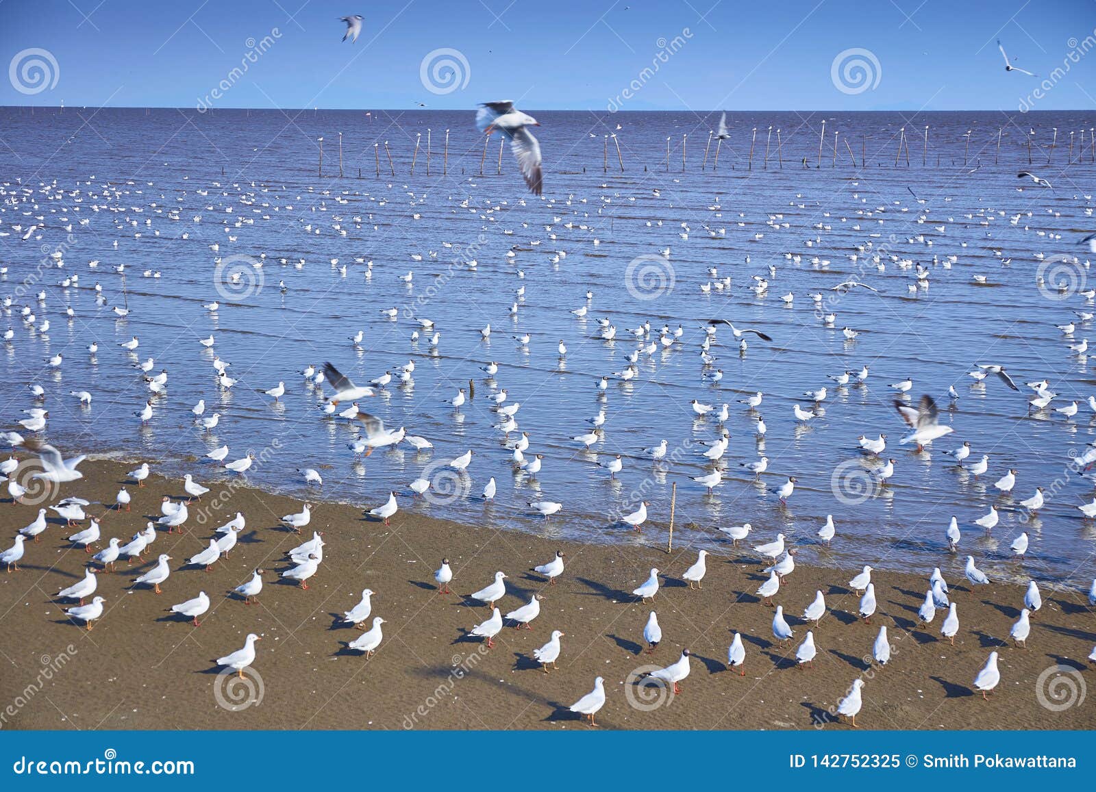 Seagull Birds Flock on Peaceful Beach Stock Image - Image of background ...