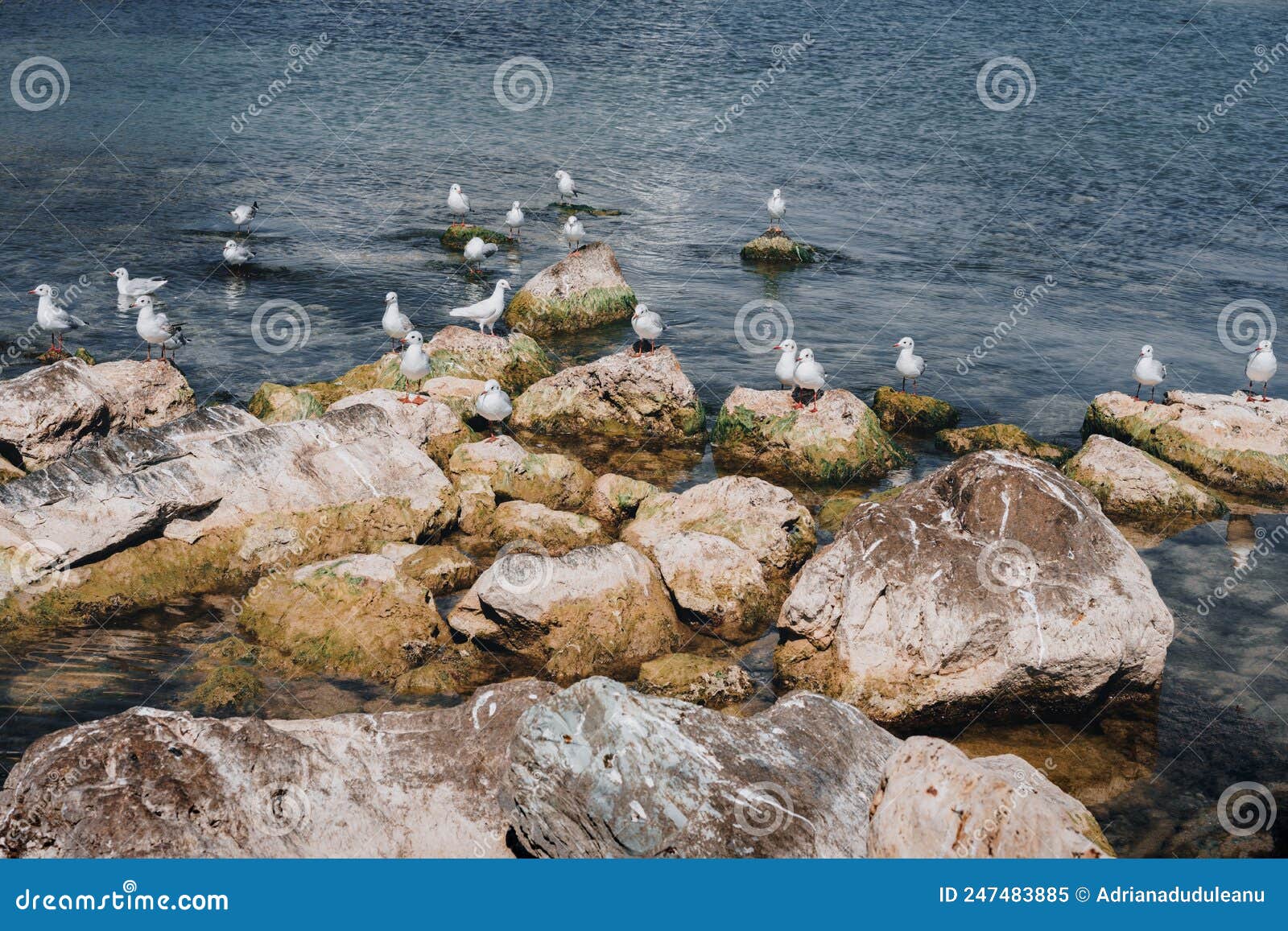 Seagulls on rocks stock image. Image of beach, rocks - 247483885