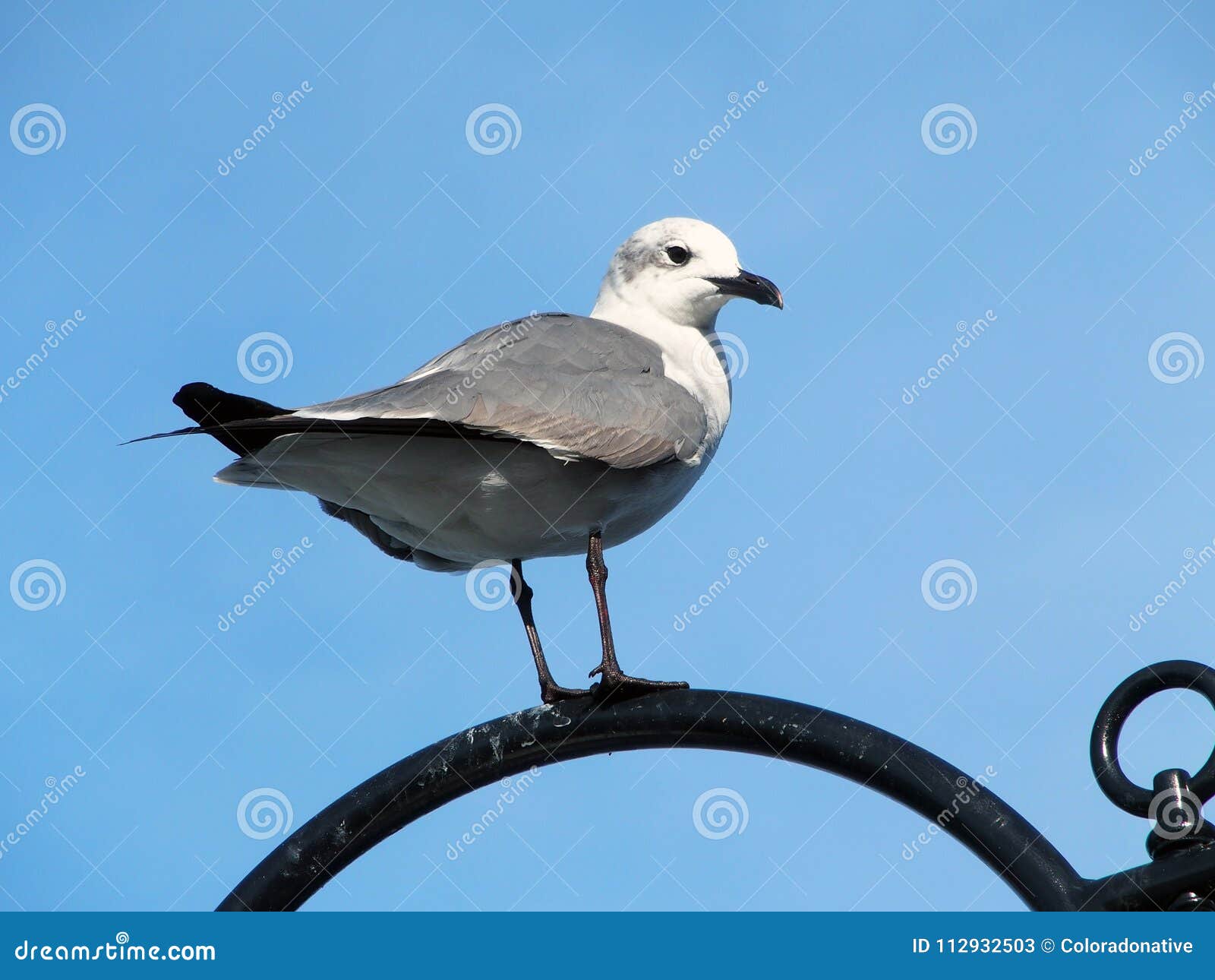 Seagull on Black Perch stock image. Image of gull, blue - 112932503